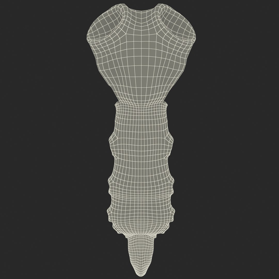 Sternum Bone 3d Model