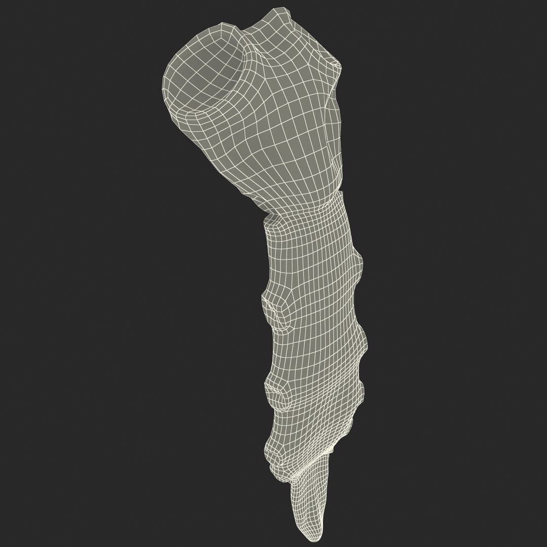 Sternum Bone 3d Model