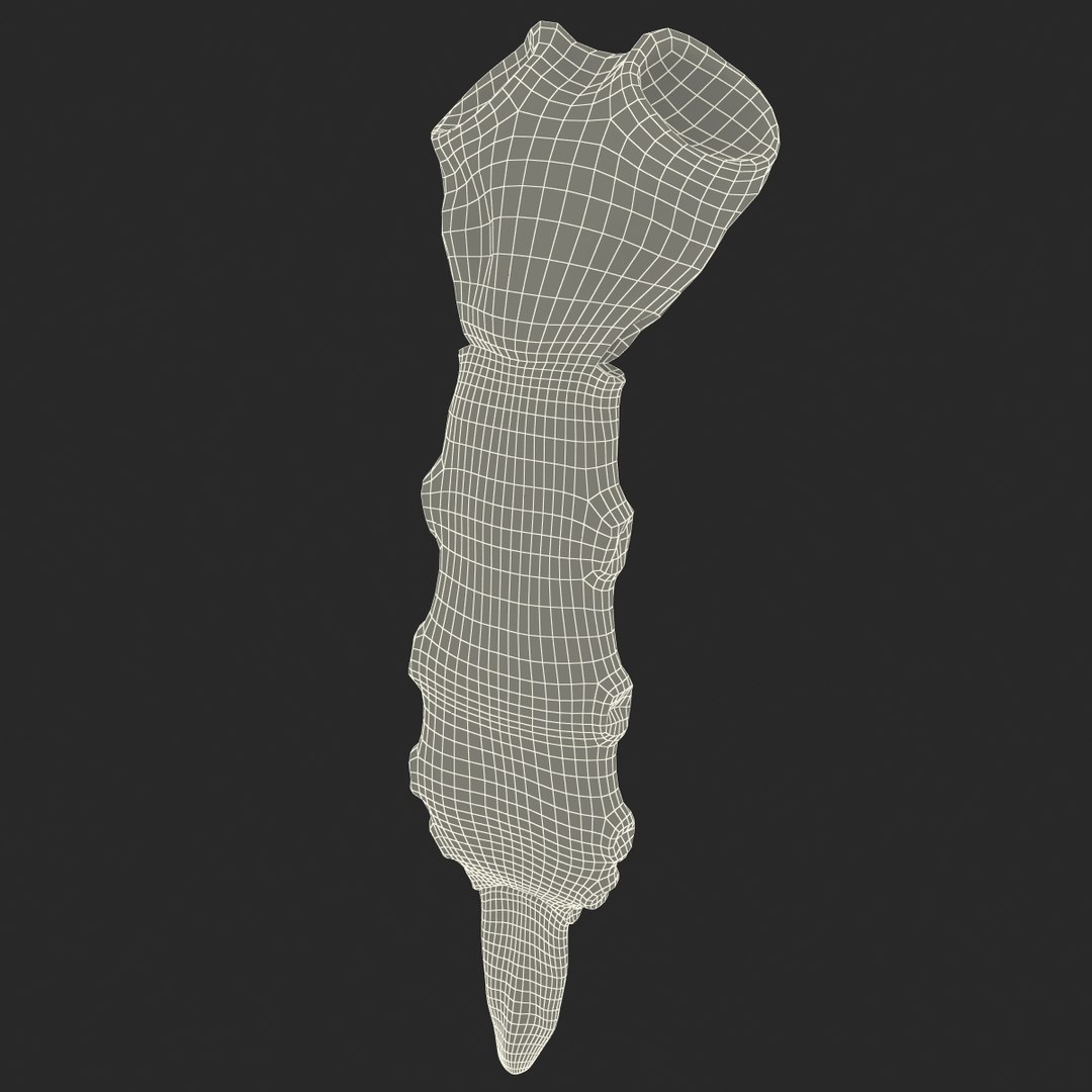 sternum bone 3d model
