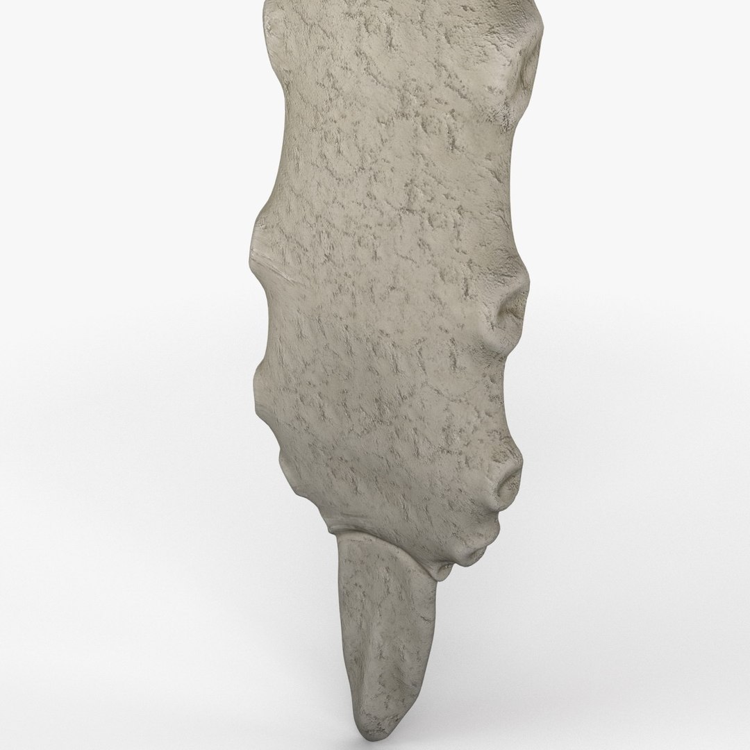 Sternum Bone 3d Model