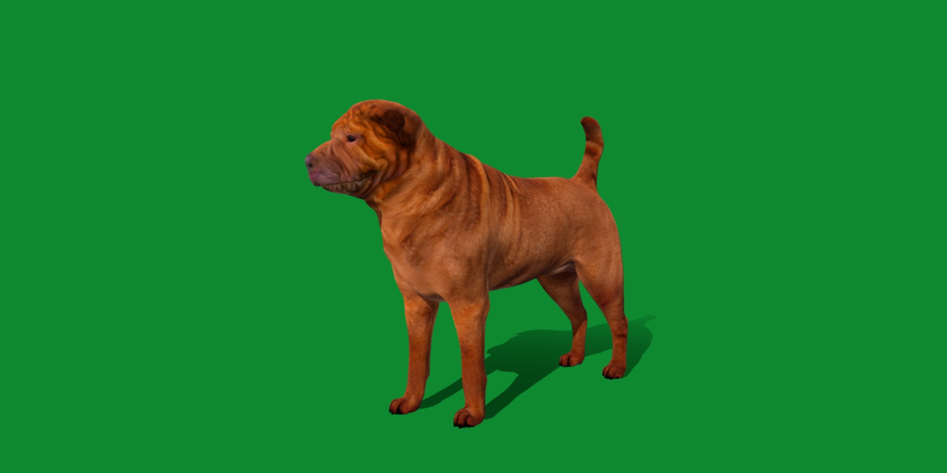 3D Model Shar Pei Dog - TurboSquid 2287501