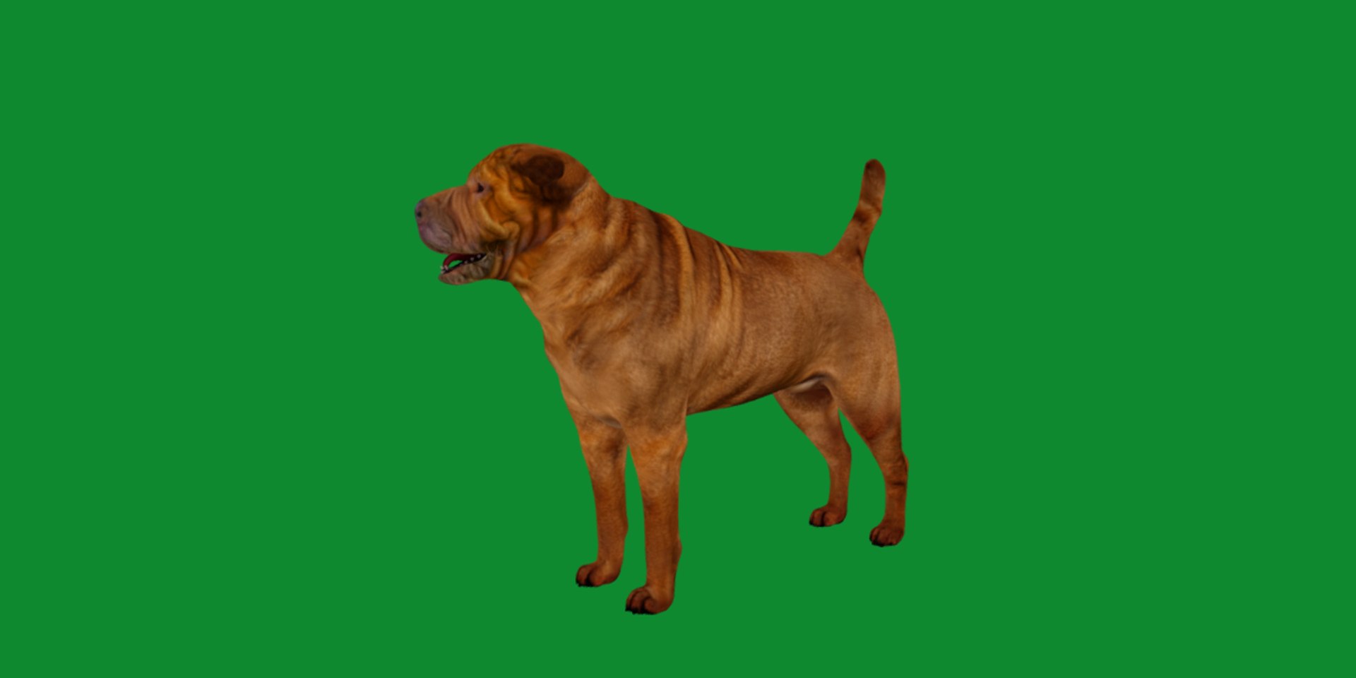 3D Model Shar Pei Dog - TurboSquid 2287501