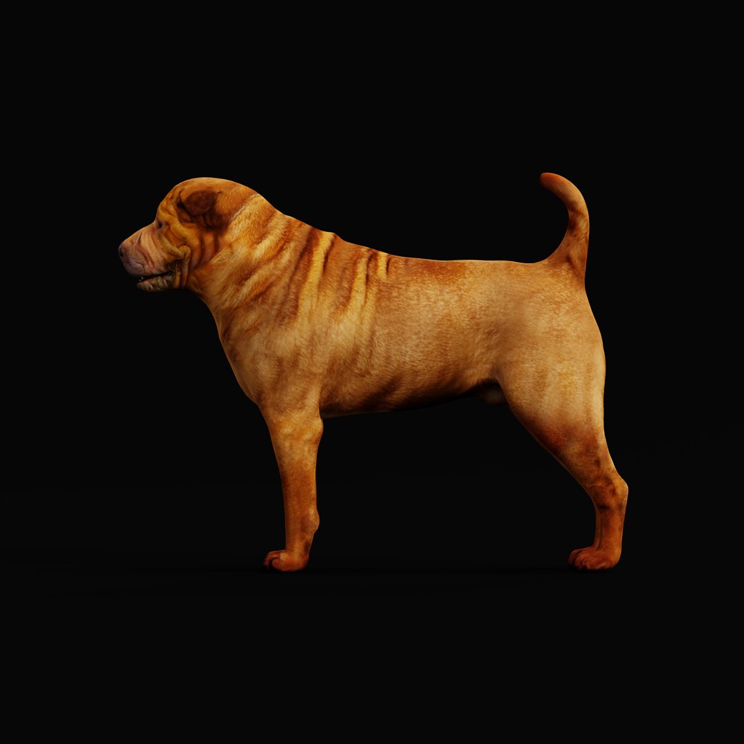 3D Model Shar Pei Dog - TurboSquid 2287501