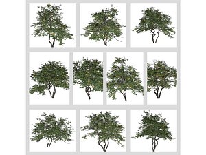 3D Lemon Tree Models - Browse & Download Formats - TurboSquid