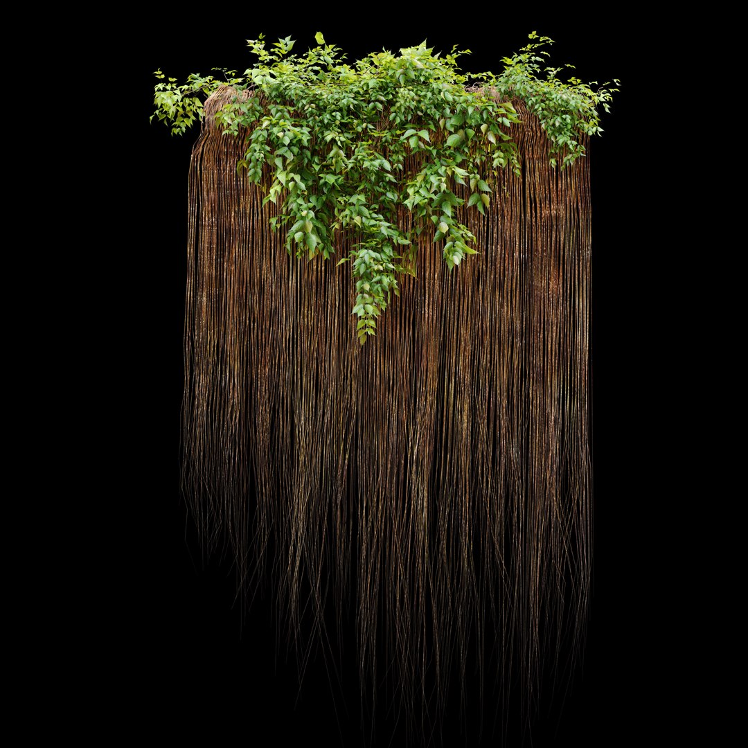 3D Cissus Verticillata - TurboSquid 1941967