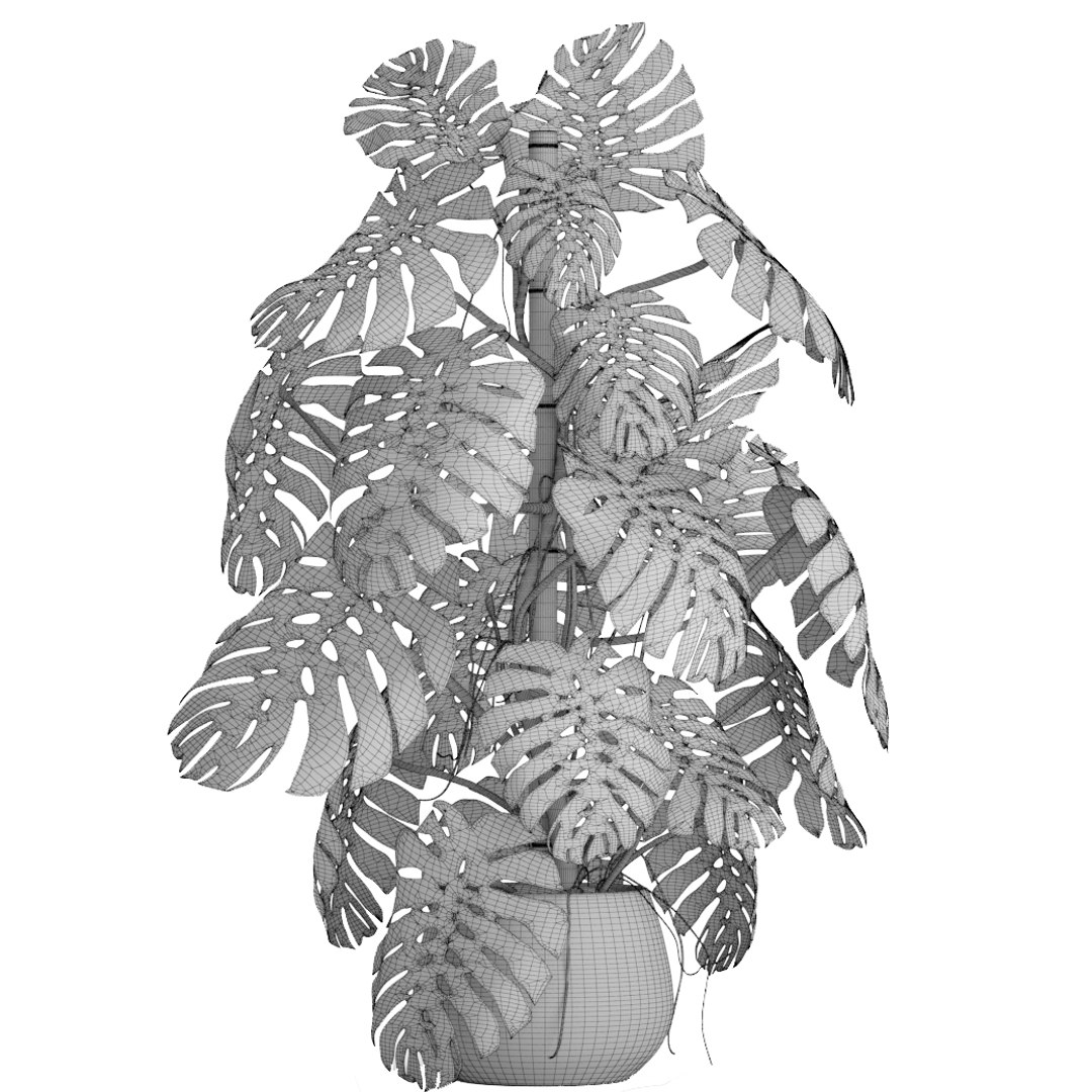 3D Monstera - TurboSquid 1166419
