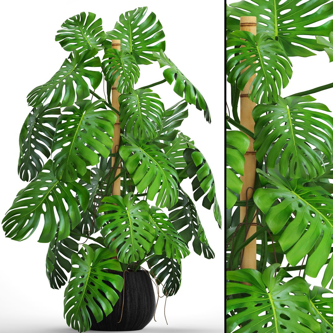 3D Monstera - TurboSquid 1166419