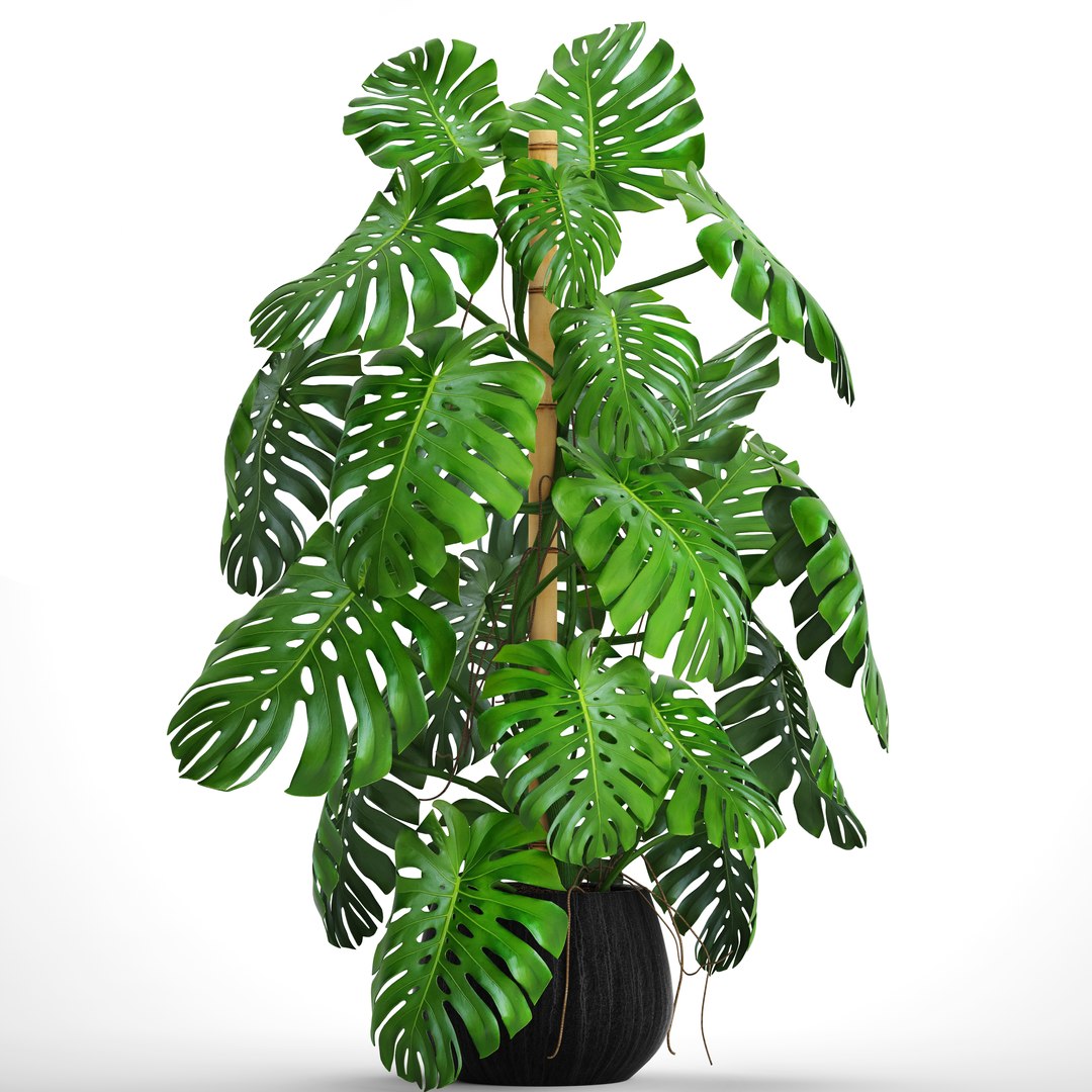 3D Monstera - TurboSquid 1166419