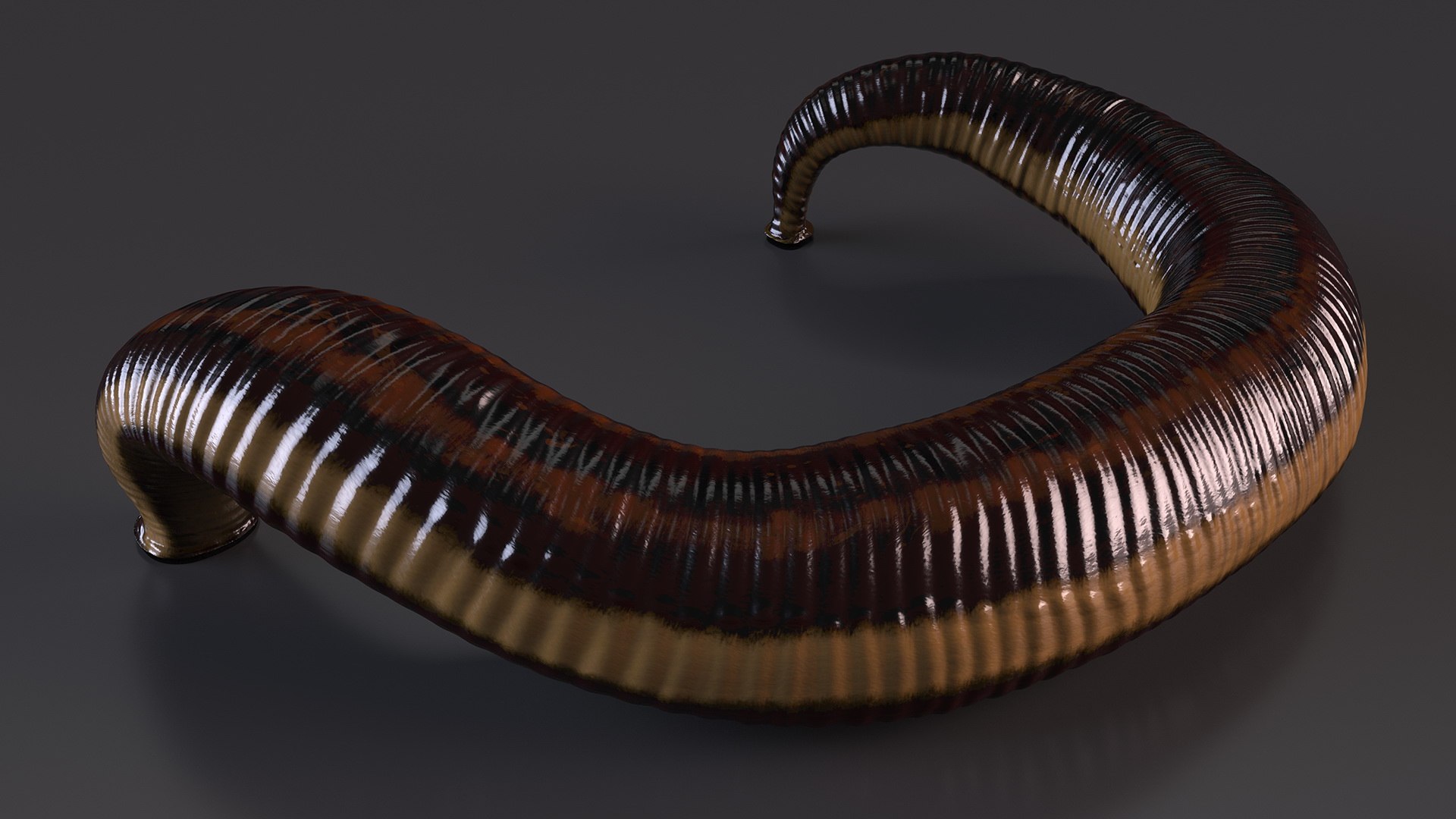 Hirudo Medicinalis Rigged 3D - TurboSquid 2088910