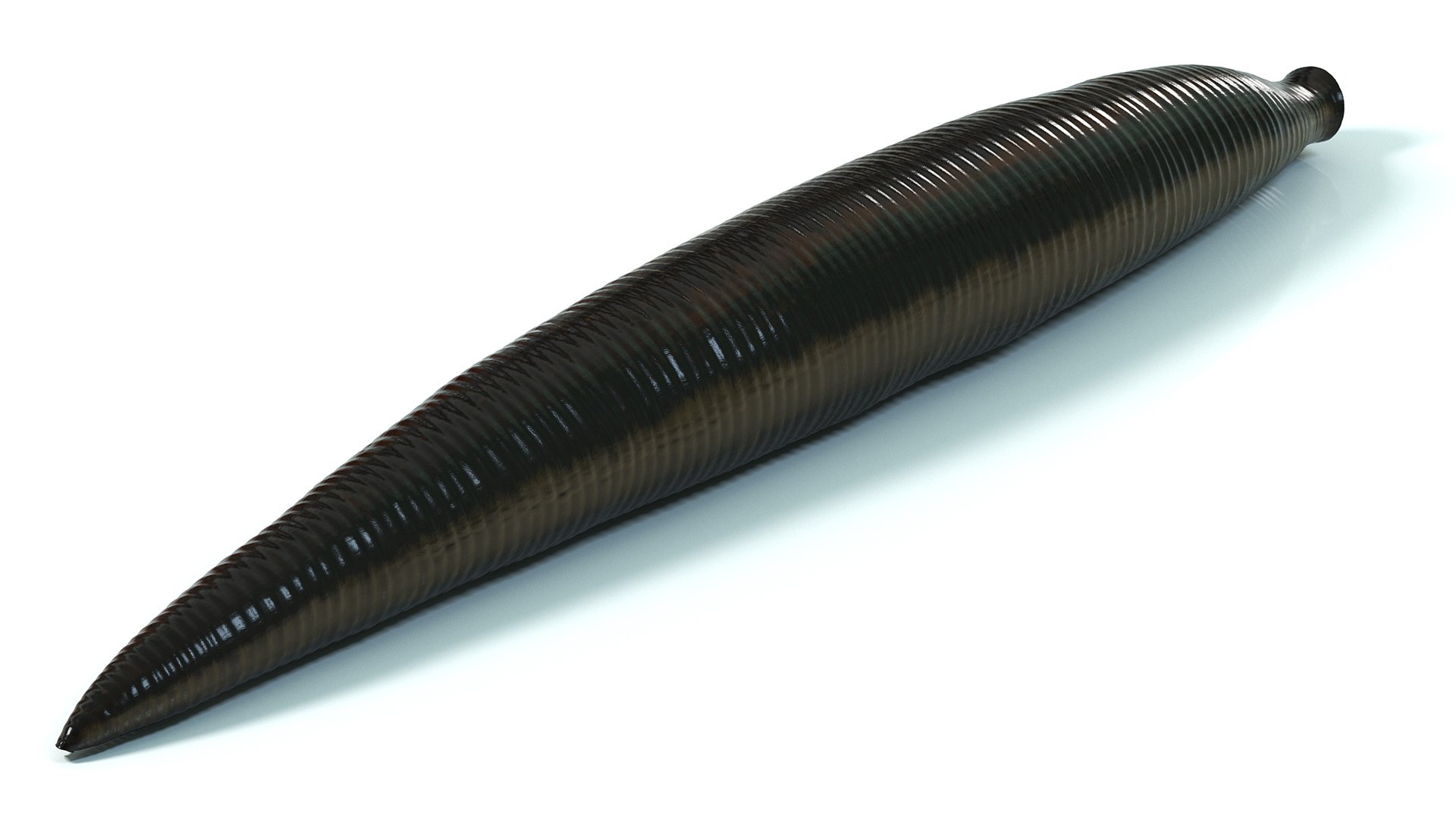 Hirudo Medicinalis Rigged 3D - TurboSquid 2088910