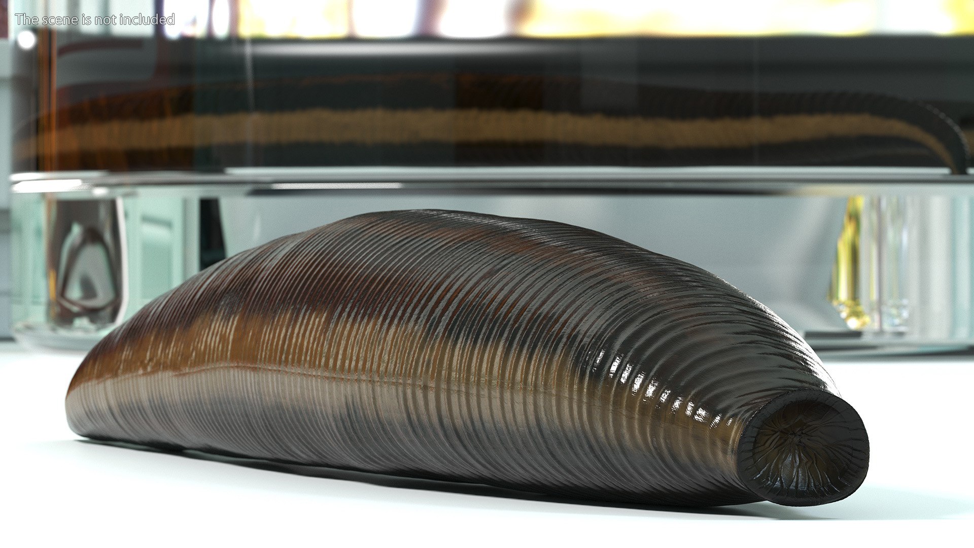Hirudo Medicinalis Rigged 3D - TurboSquid 2088910
