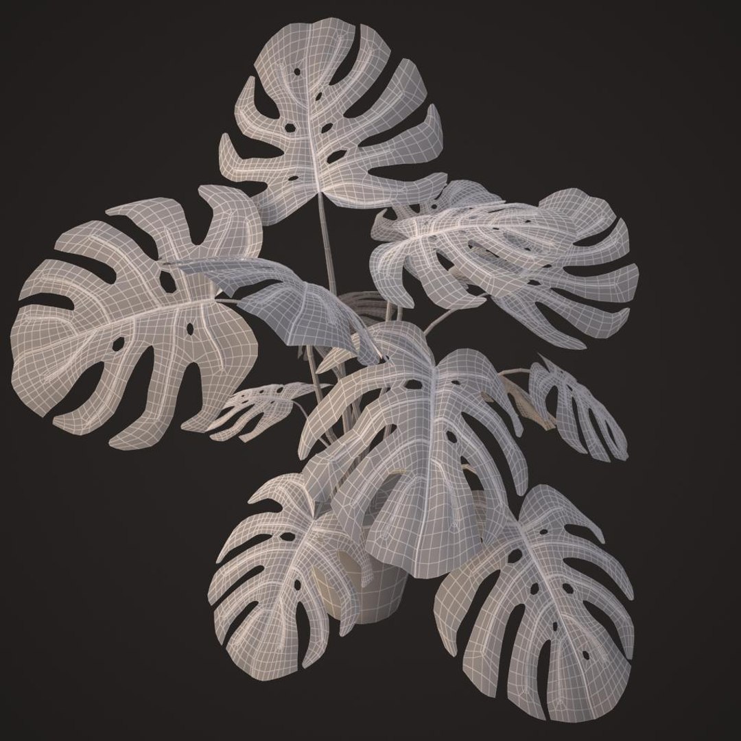 3d Monstera Plant Model