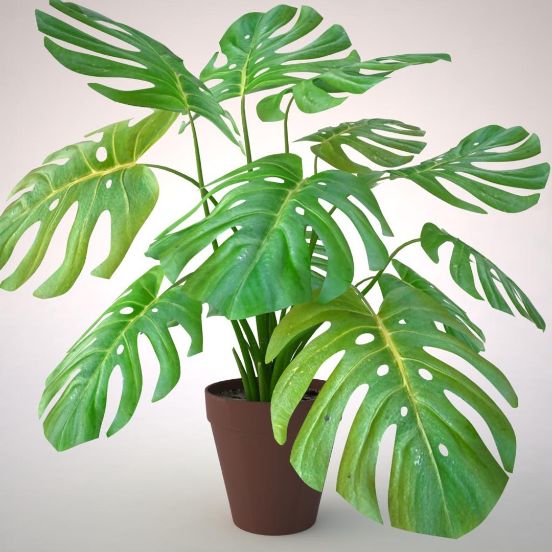 3d Monstera Plant Model