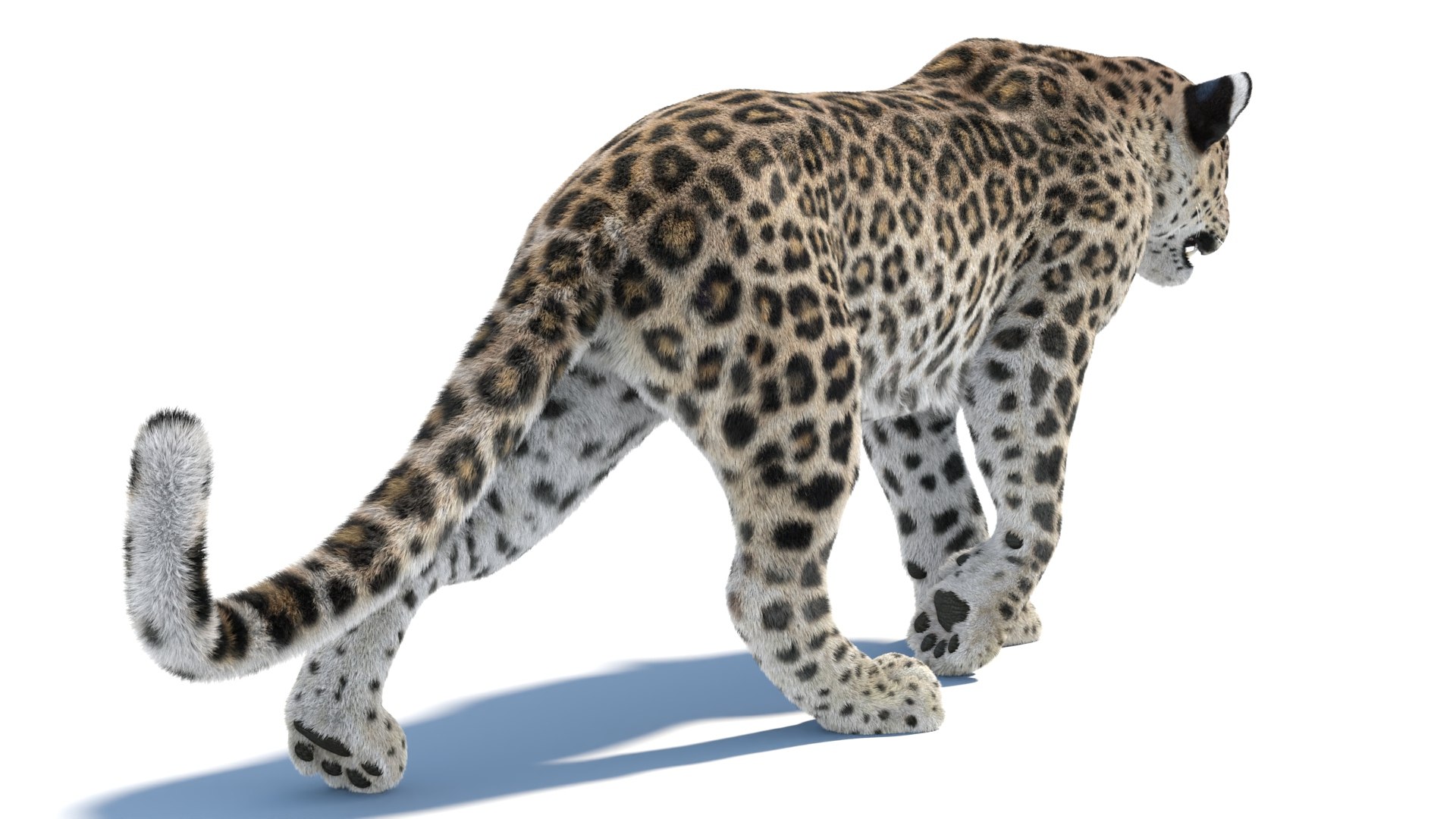 3D Model Animated Persian Leopard 3D Model With Fur - TurboSquid 2289734