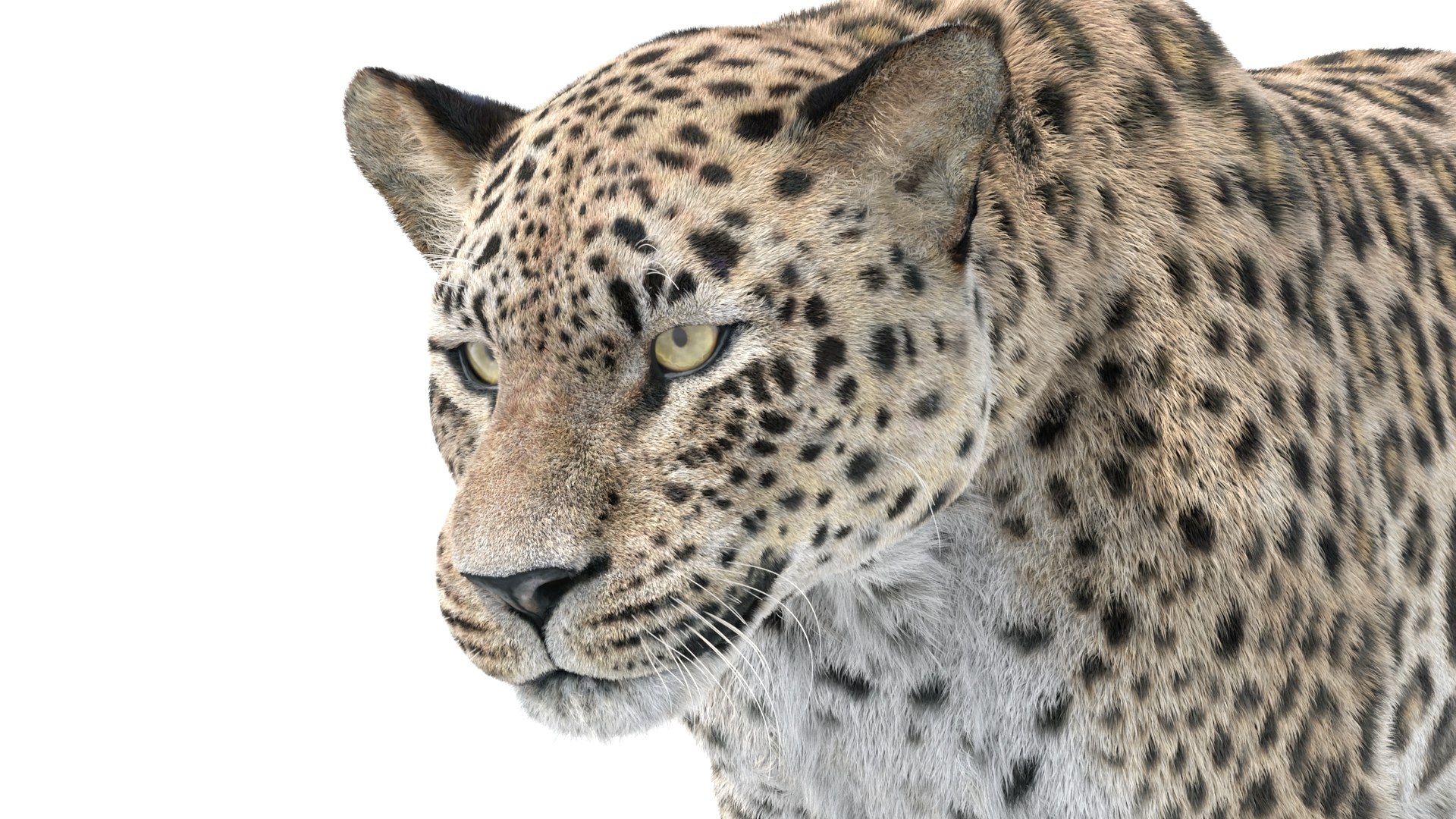 3D Model Animated Persian Leopard 3D Model With Fur - TurboSquid 2289734