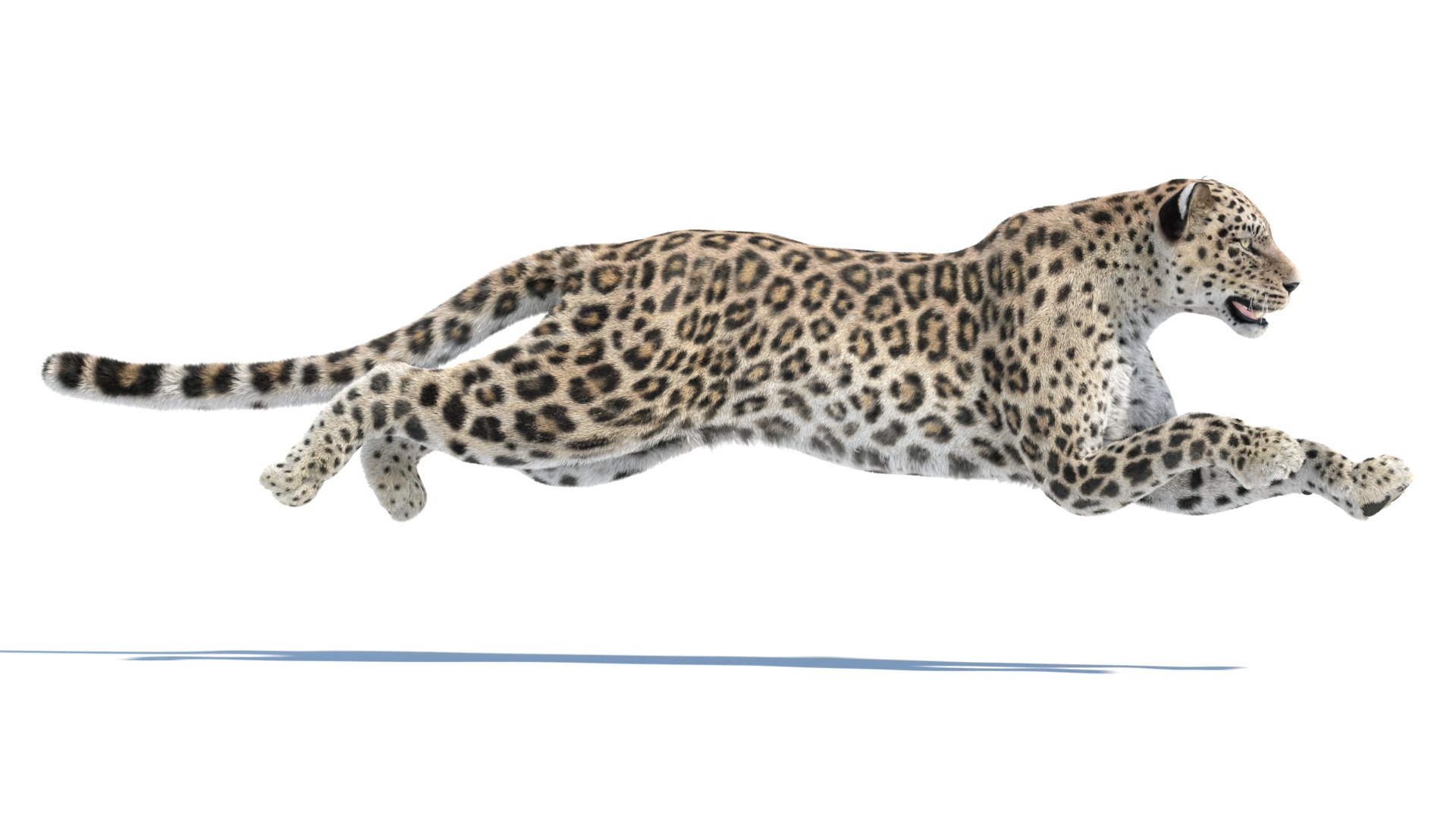 3D Model Animated Persian Leopard 3D Model With Fur - TurboSquid 2289734