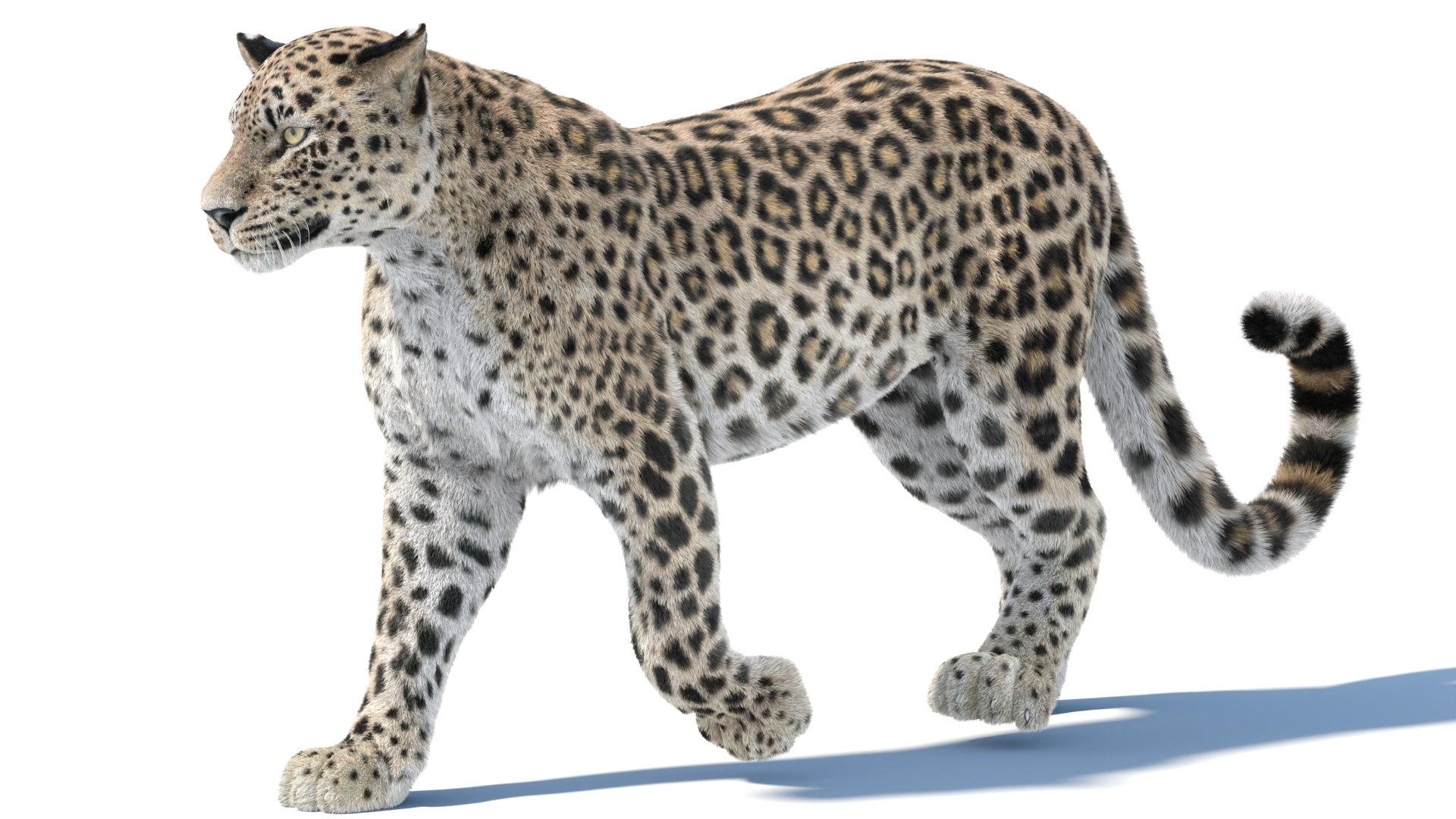 3D Model Animated Persian Leopard 3D Model With Fur - TurboSquid 2289734