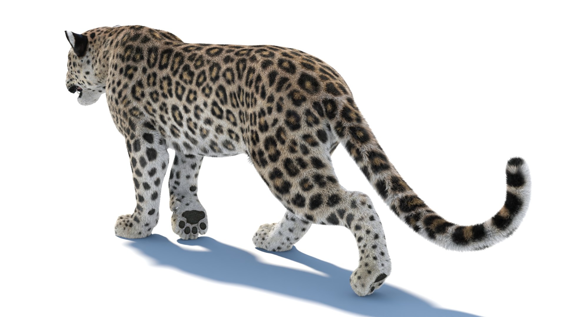 3D Model Animated Persian Leopard 3D Model With Fur - TurboSquid 2289734