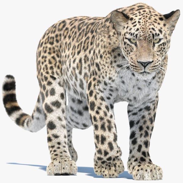 modelo 3d Modelo 3D animado de leopardo persa con pelaje - TurboSquid ...