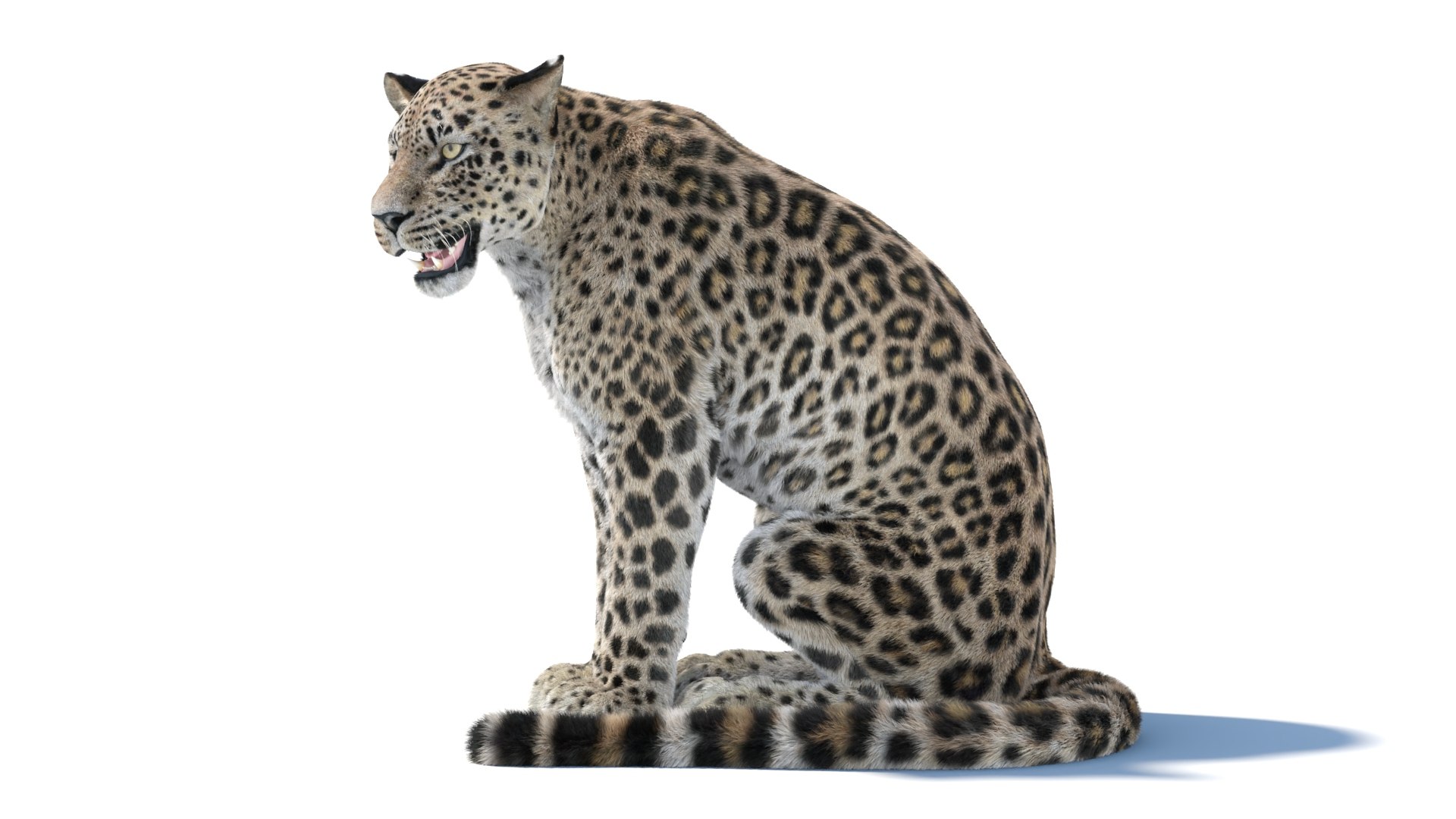 3D Model Animated Persian Leopard 3D Model With Fur - TurboSquid 2289734