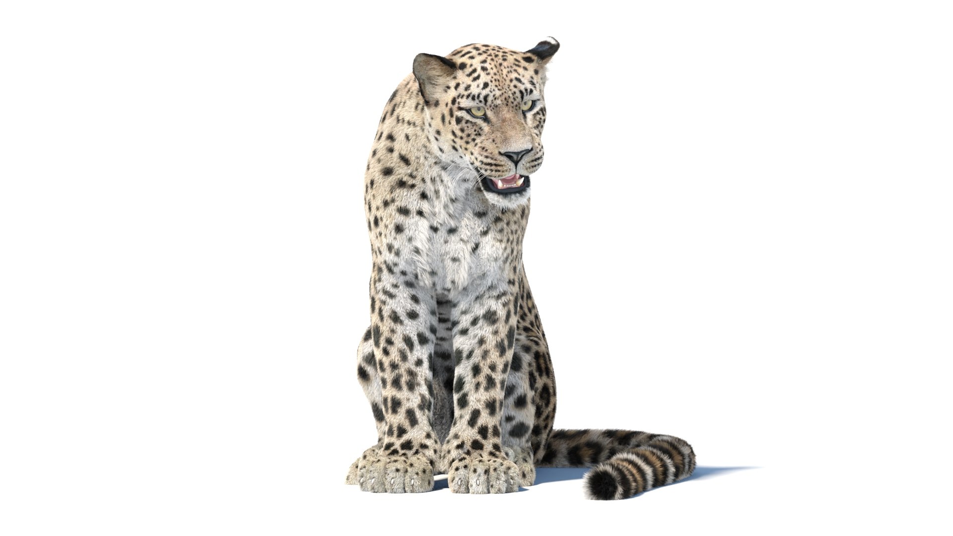 3D Model Animated Persian Leopard 3D Model With Fur - TurboSquid 2289734