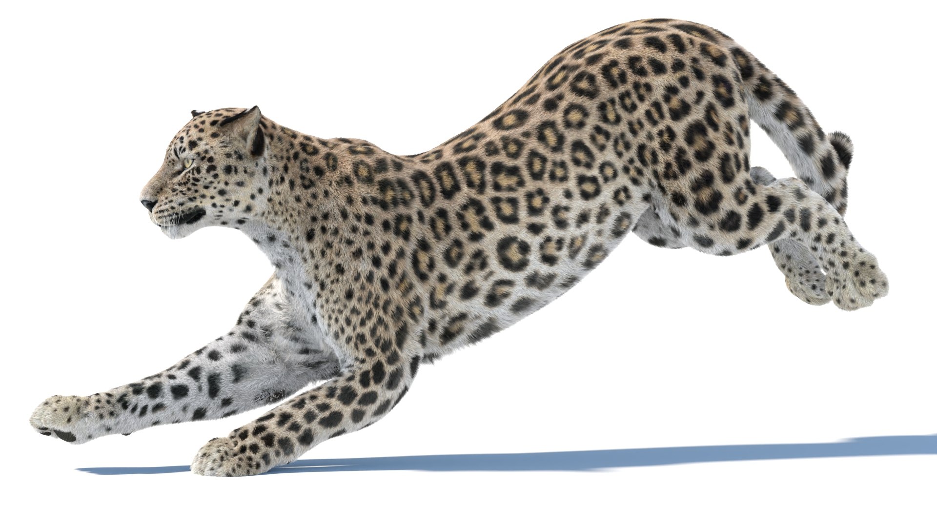 3D Model Animated Persian Leopard 3D Model With Fur - TurboSquid 2289734