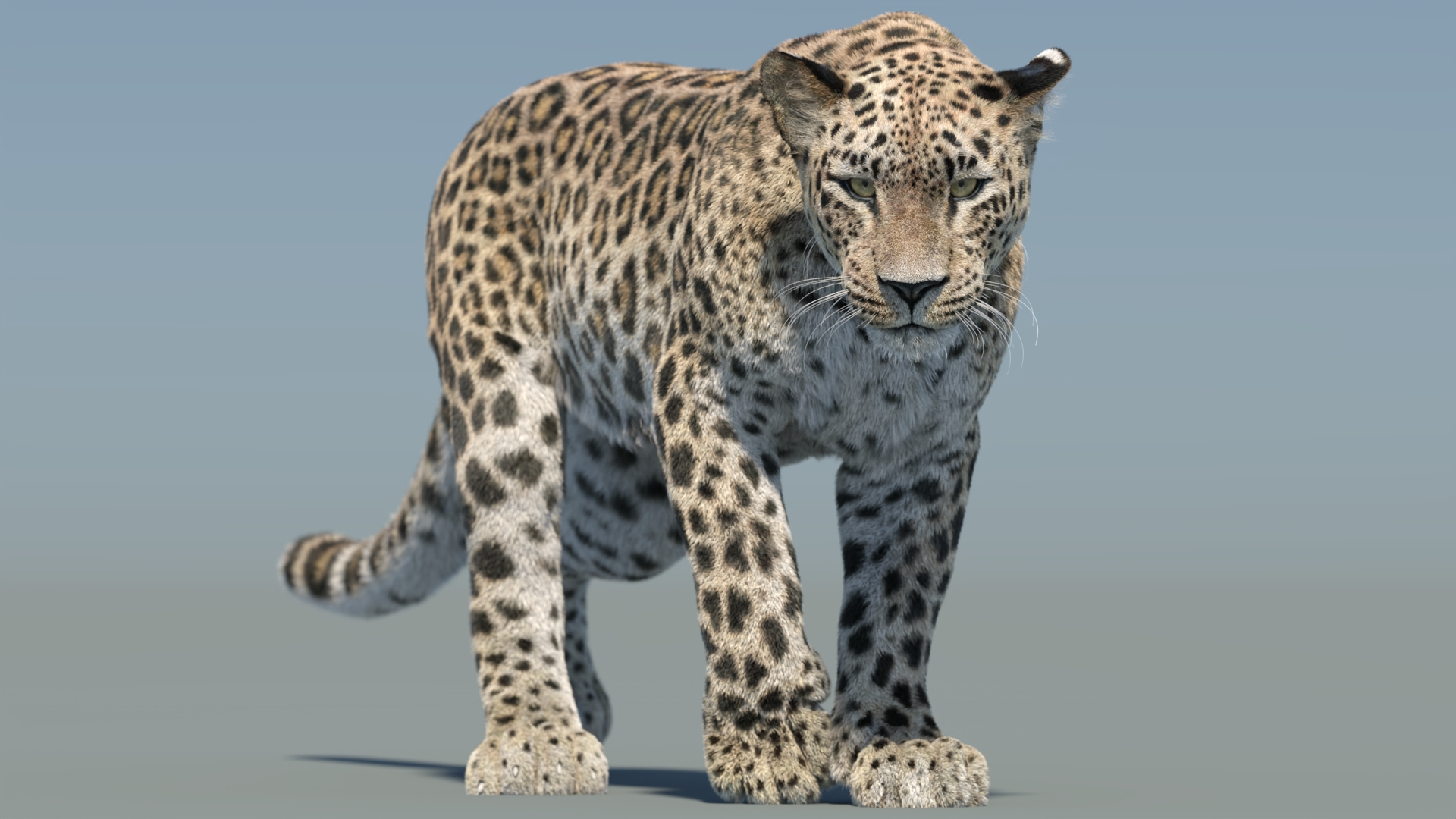 3D Model Animated Persian Leopard 3D Model With Fur - TurboSquid 2289734