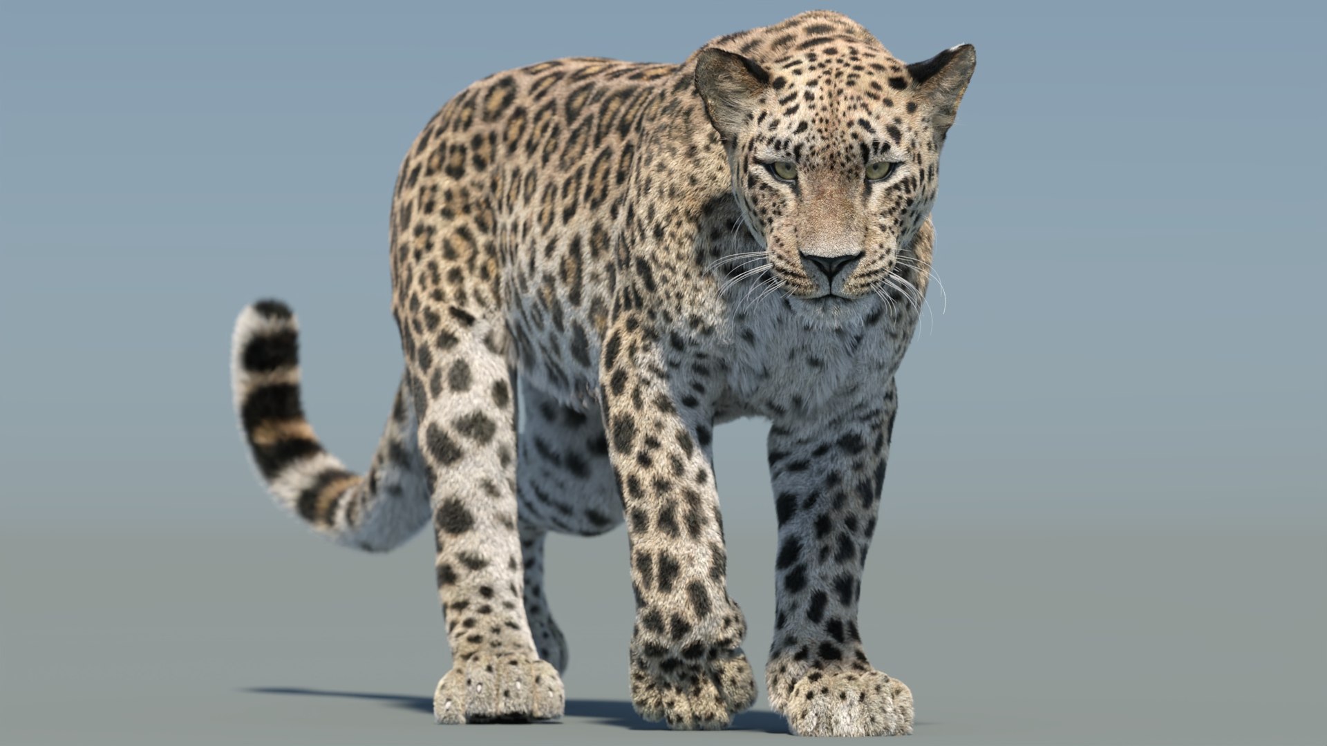 3D Model Animated Persian Leopard 3D Model With Fur - TurboSquid 2289734