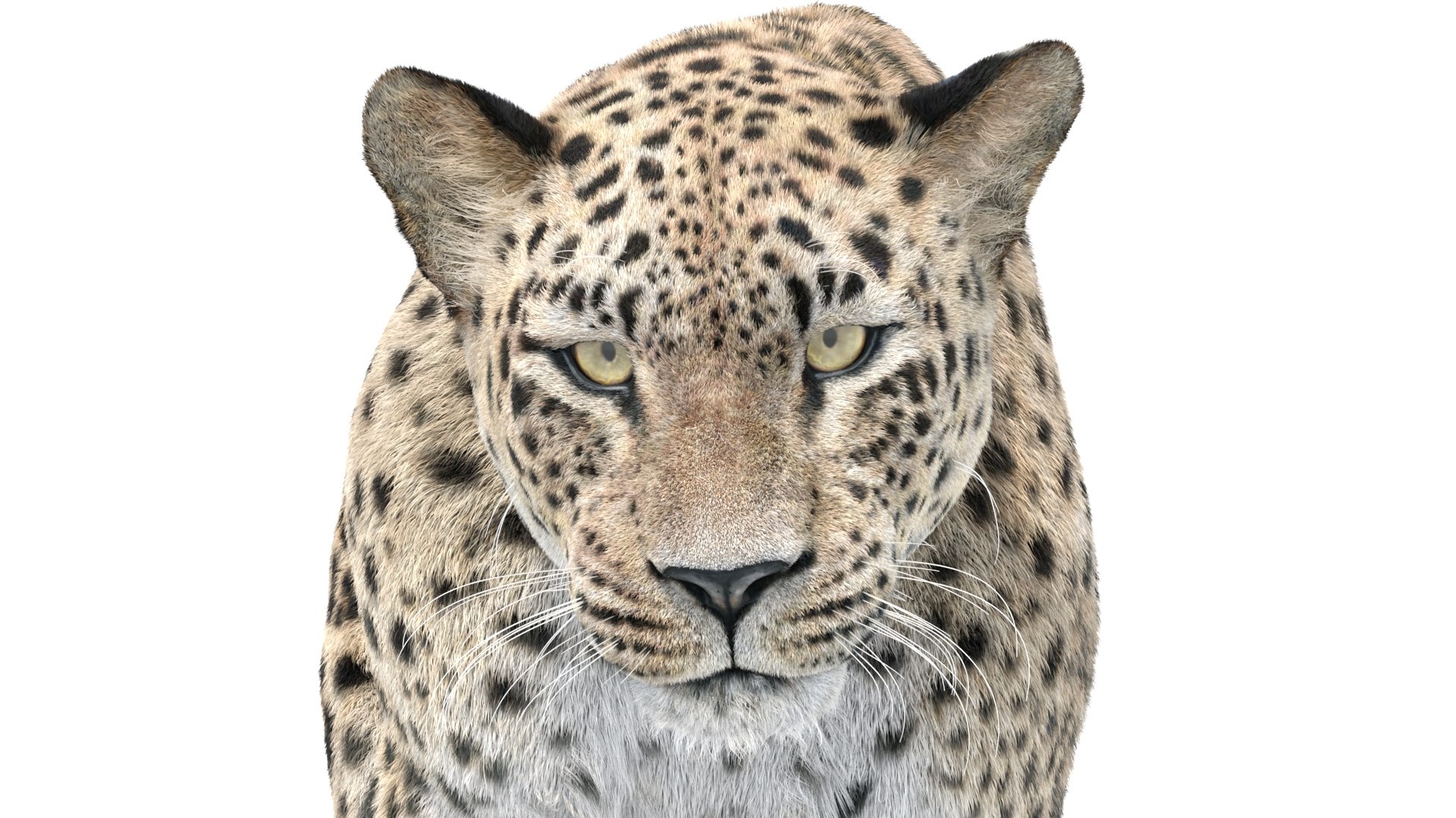 3D Model Animated Persian Leopard 3D Model With Fur - TurboSquid 2289734