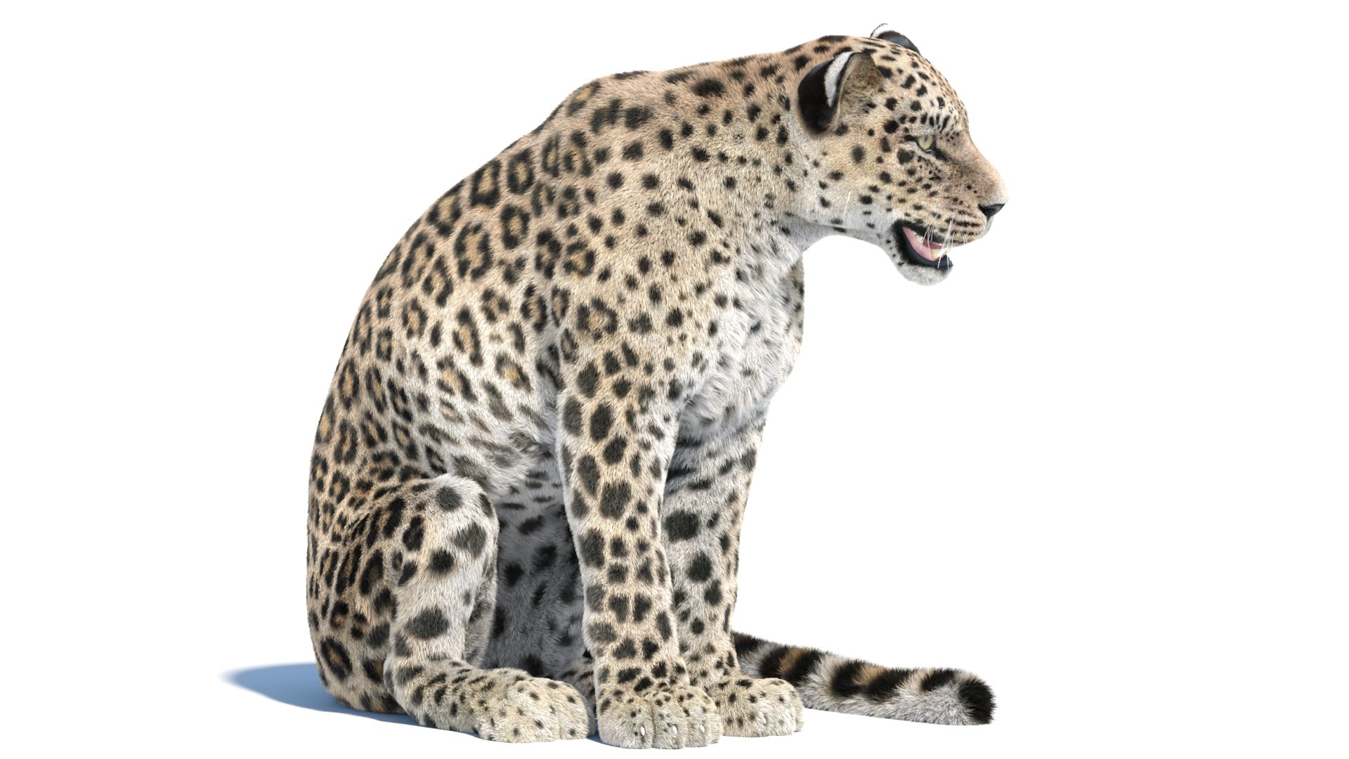 3D Model Animated Persian Leopard 3D Model With Fur - TurboSquid 2289734