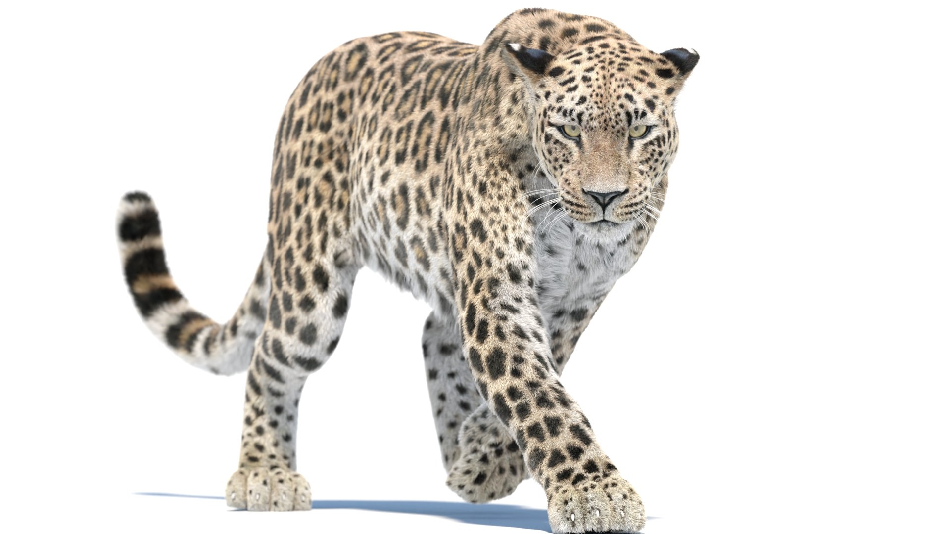 3D Model Animated Persian Leopard 3D Model With Fur - TurboSquid 2289734