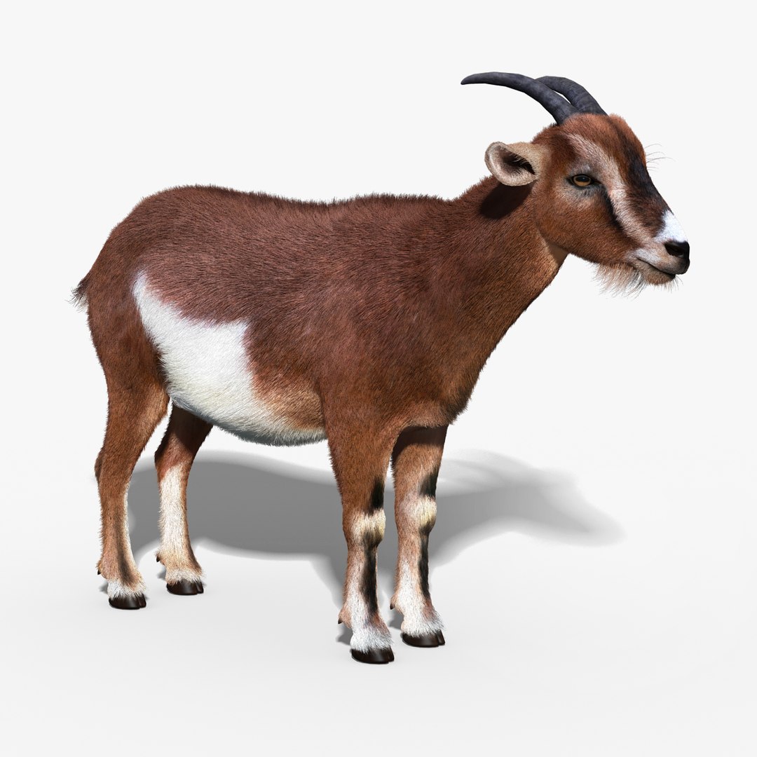 goat fur anim max
