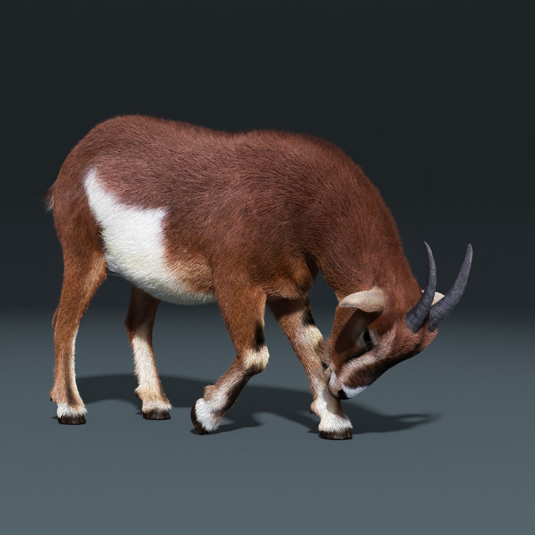 Goat Fur Anim Max