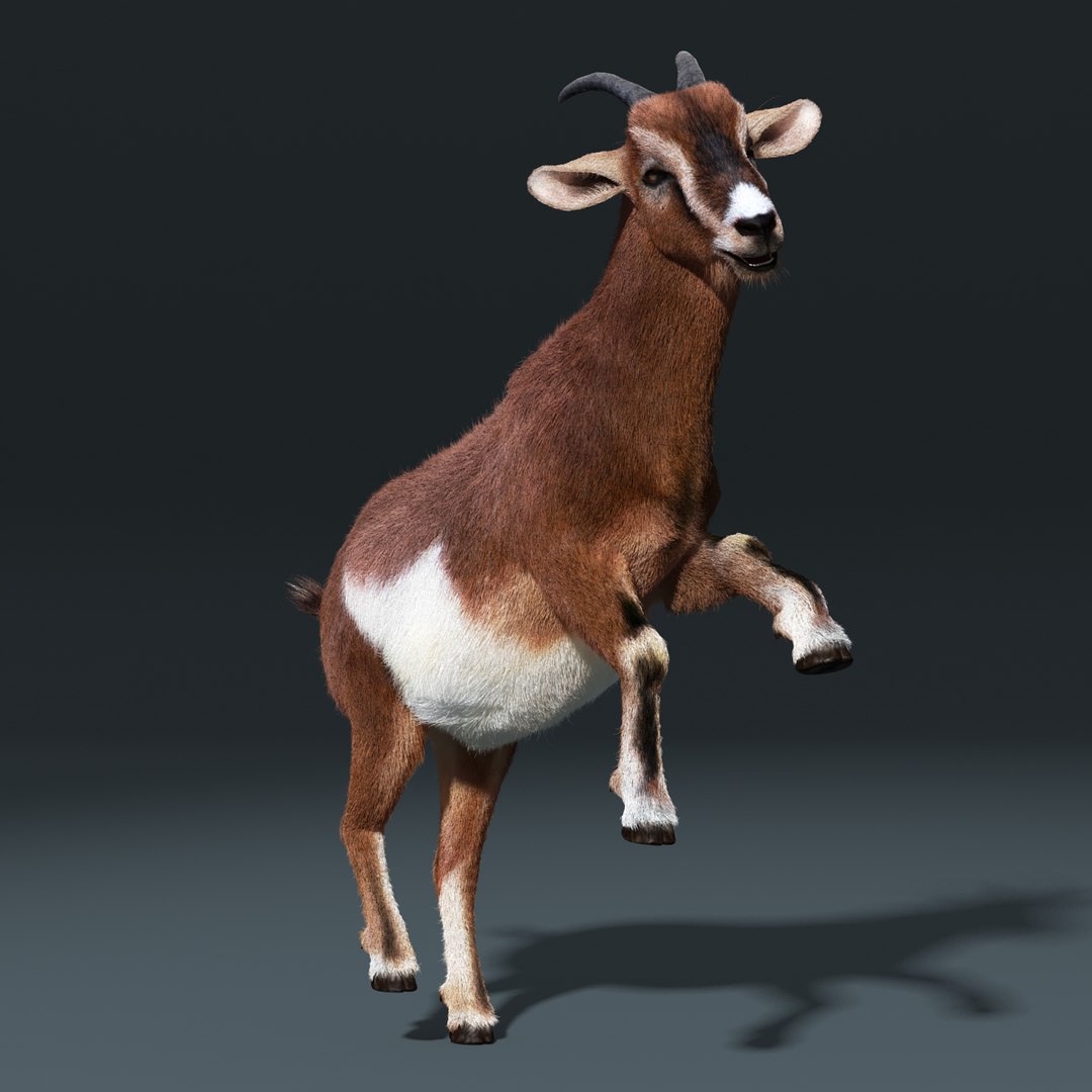 Goat Fur Anim Max