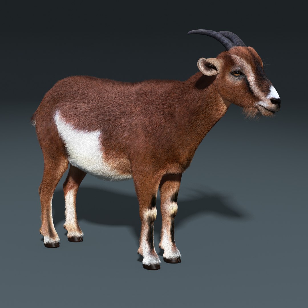 Goat Fur Anim Max