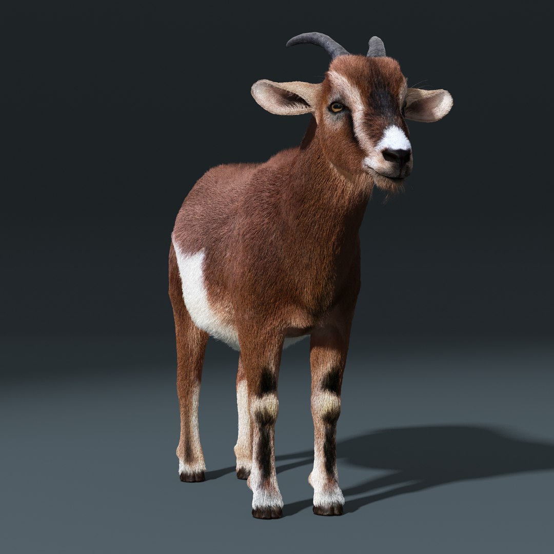 Goat Fur Anim Max