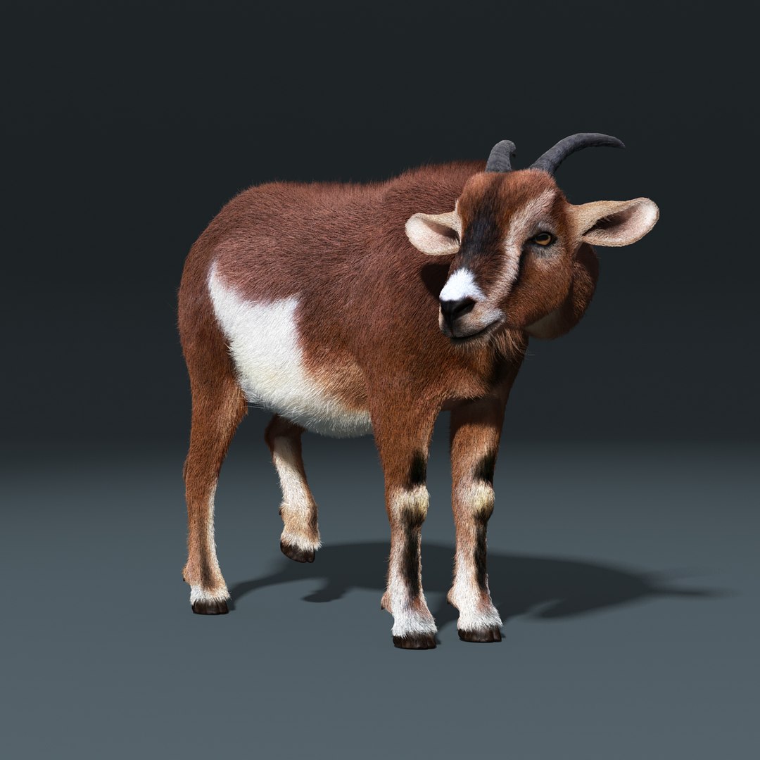 Goat Fur Anim Max