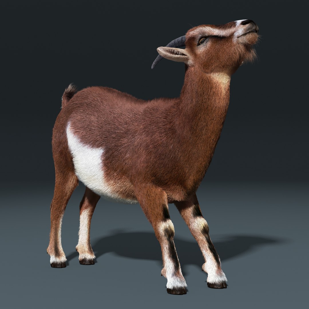 Goat Fur Anim Max