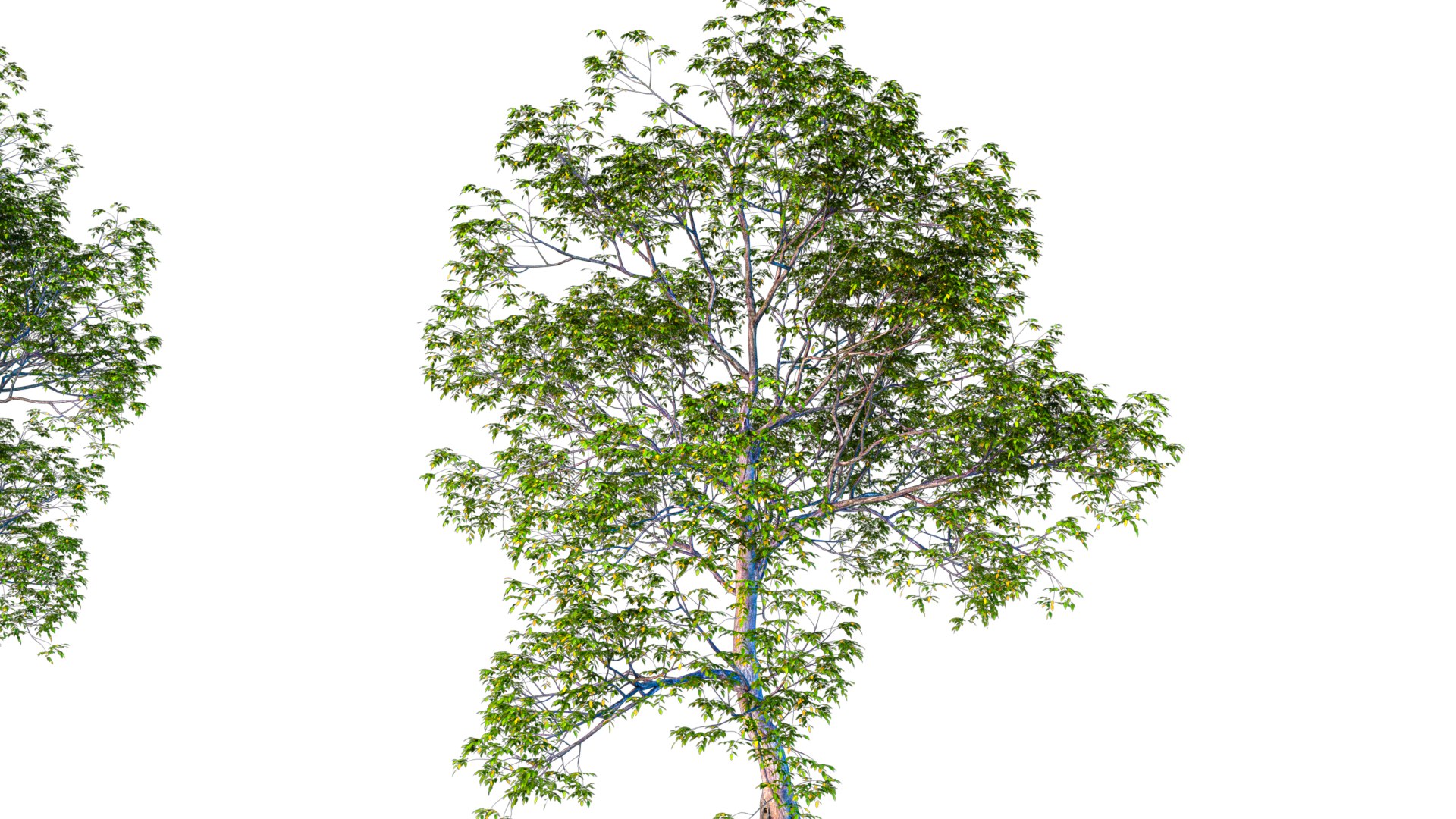 Forest Trees Exclusive Big Pack Model - TurboSquid 2383738