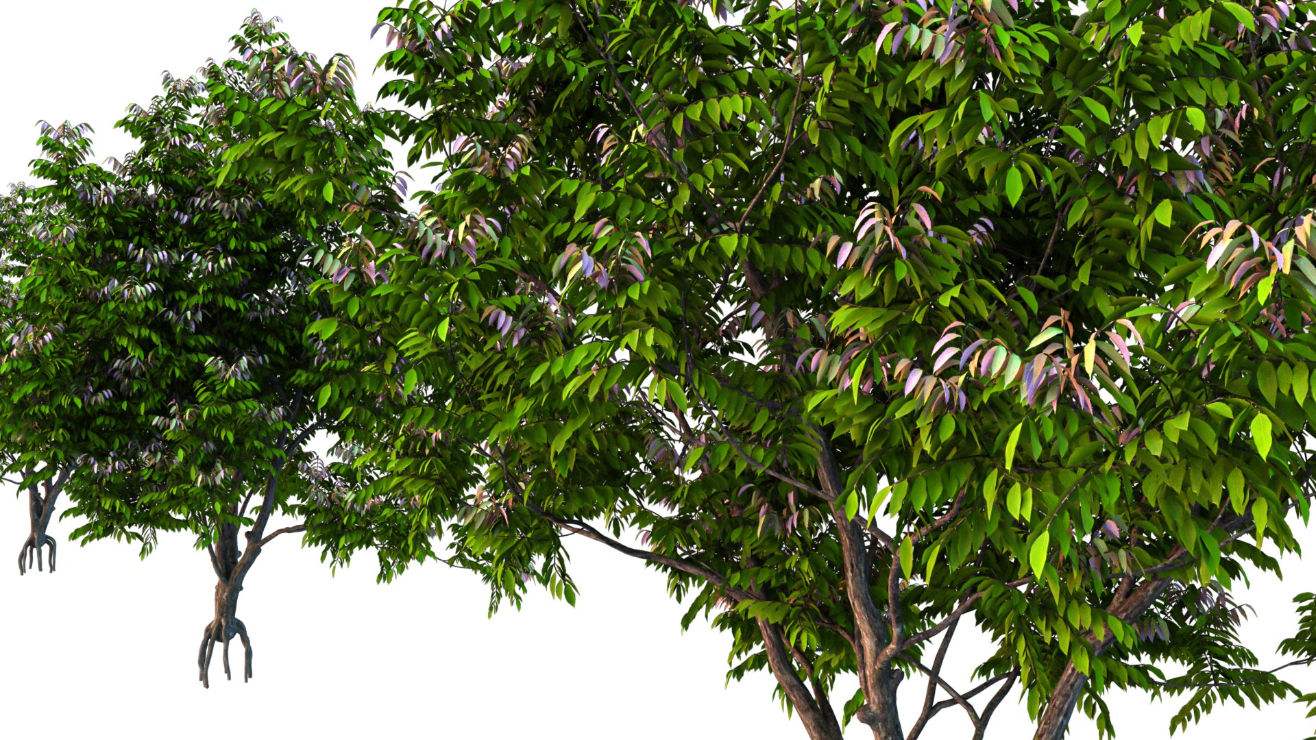 Forest Trees Exclusive Big Pack Model - TurboSquid 2383738