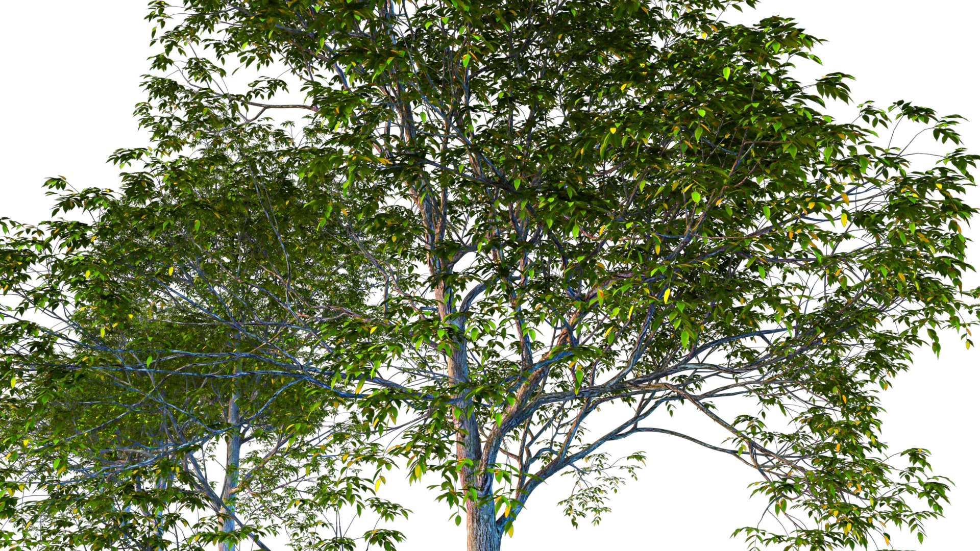 Forest Trees Exclusive Big Pack Model - TurboSquid 2383738