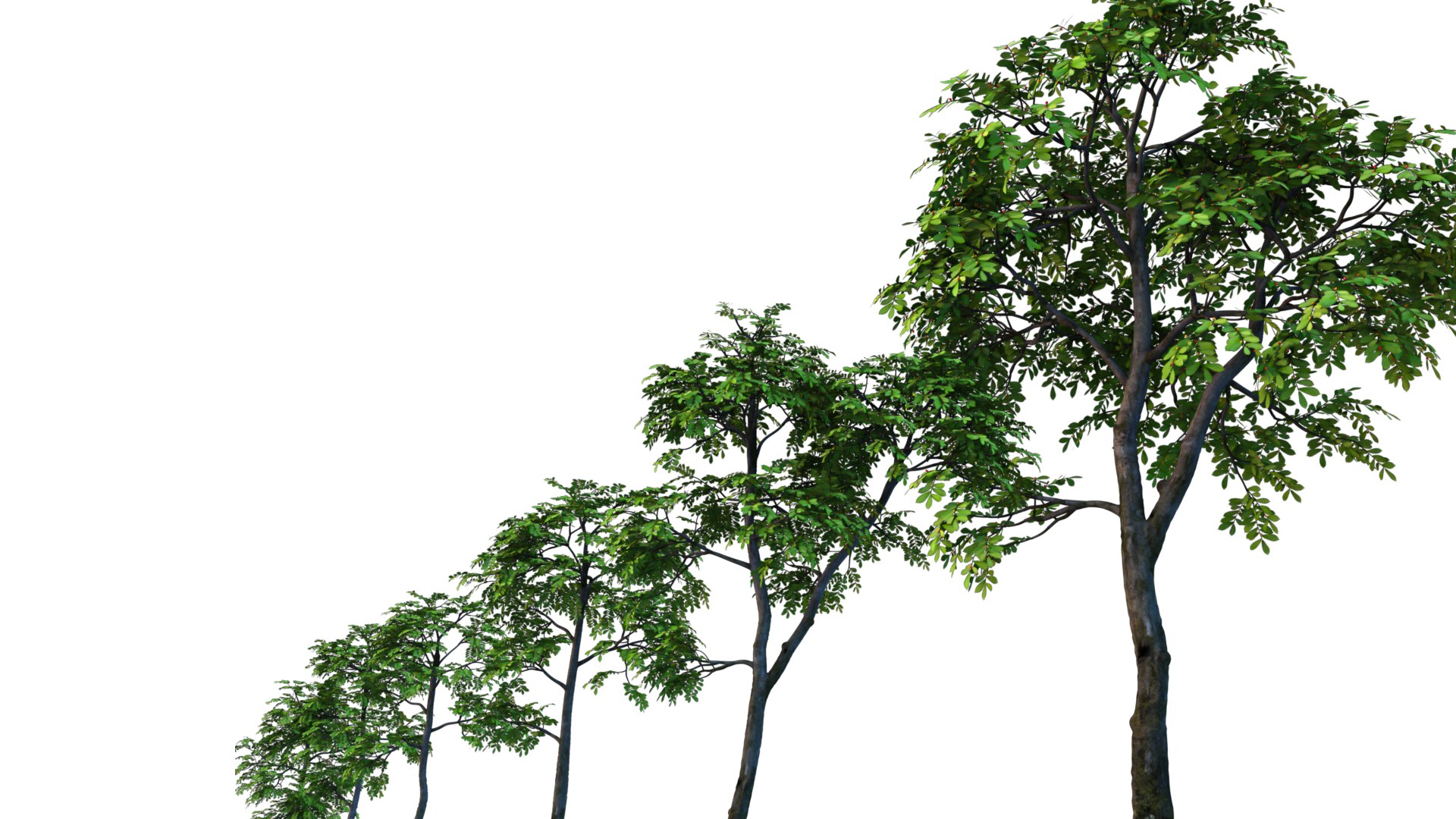 Forest Trees Exclusive Big Pack Model - TurboSquid 2383738
