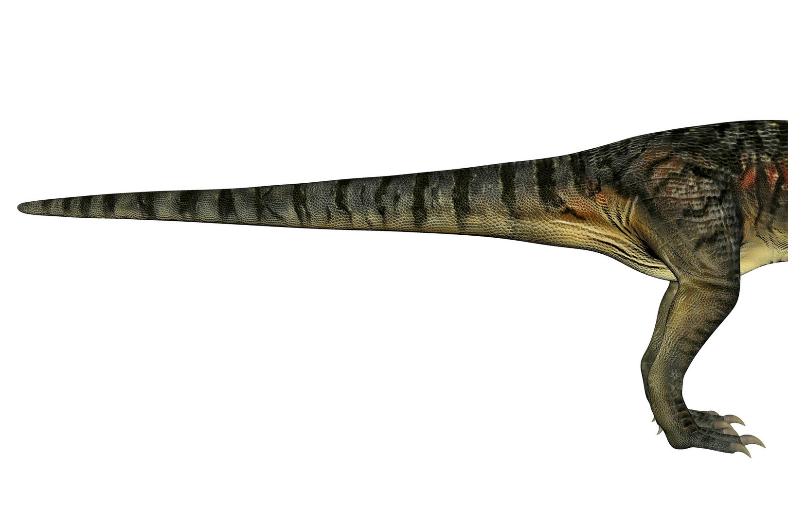 3D Zupaysaurus Dinosaur Triassic Animal - TurboSquid 2335984