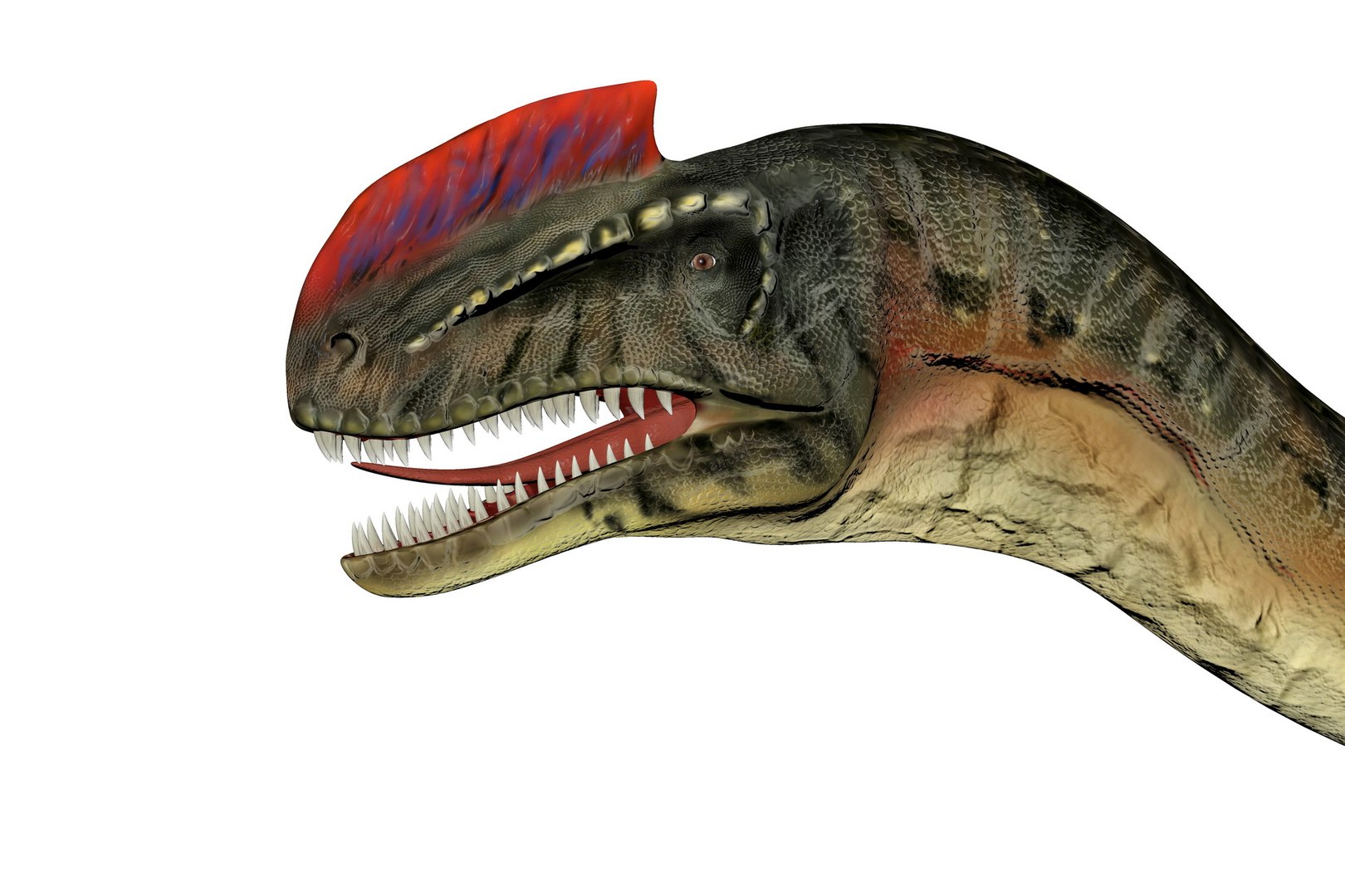 3D Zupaysaurus Dinosaur Triassic Animal - TurboSquid 2335984