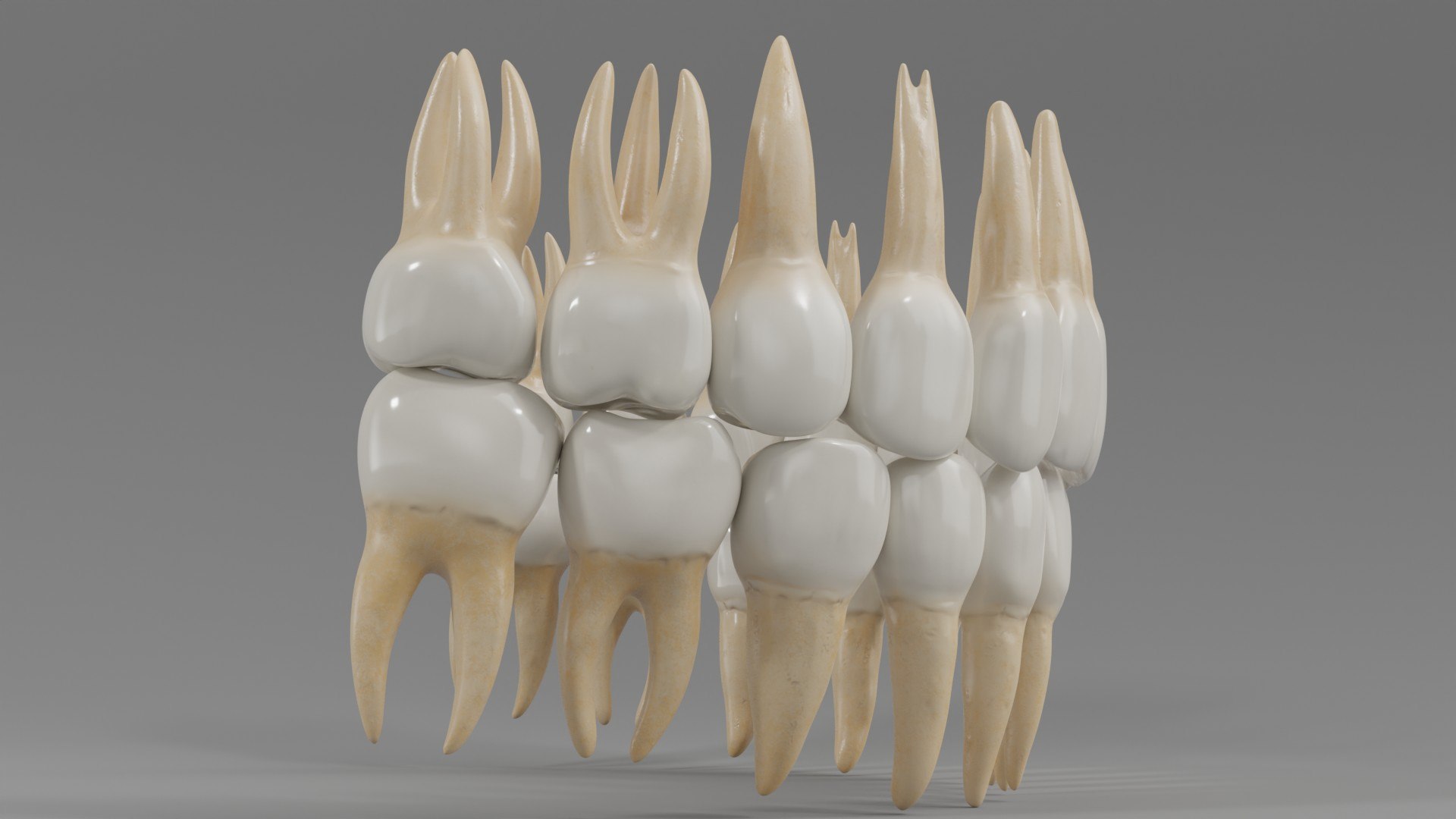 Realistic Human Teeth 3D model - TurboSquid 2169849