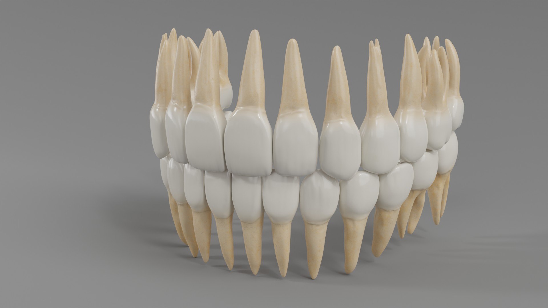 Realistic Human Teeth 3D model - TurboSquid 2169849