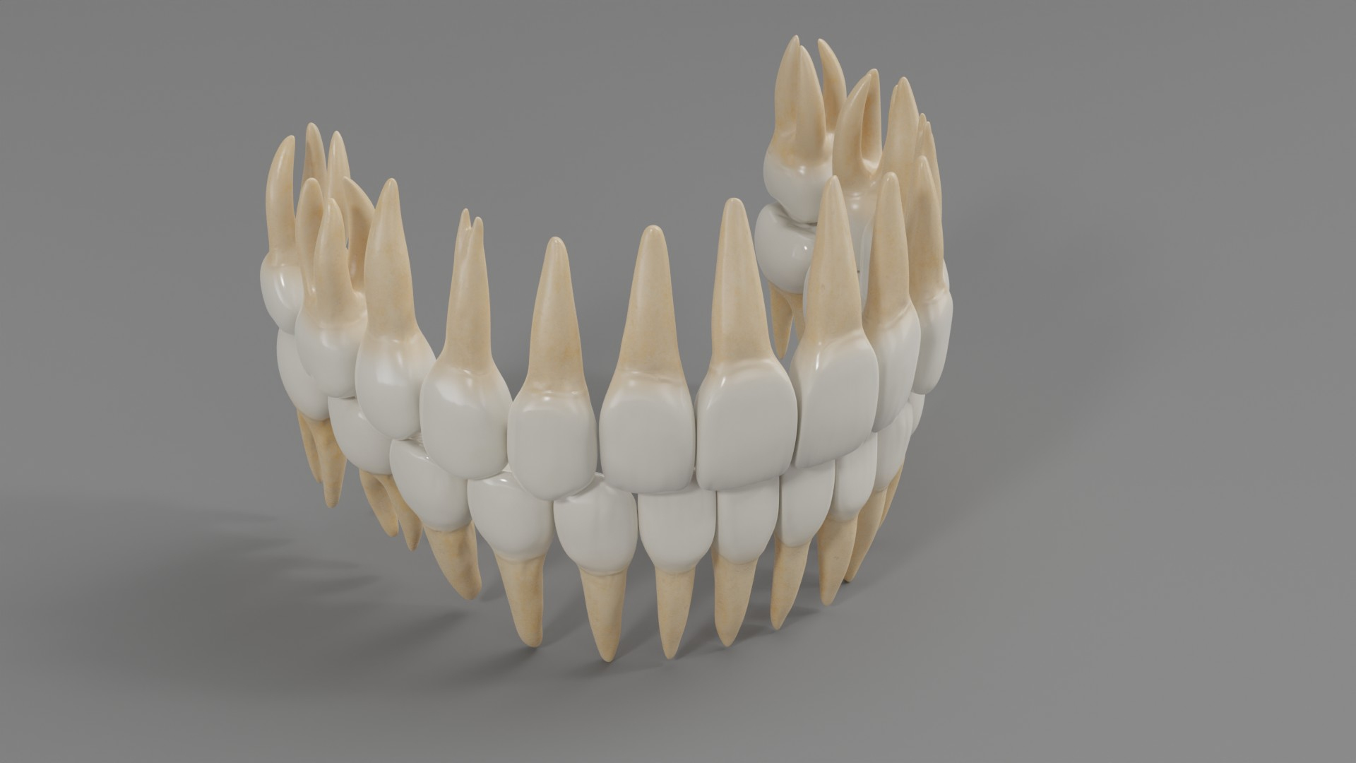 Realistic Human Teeth 3D model - TurboSquid 2169849