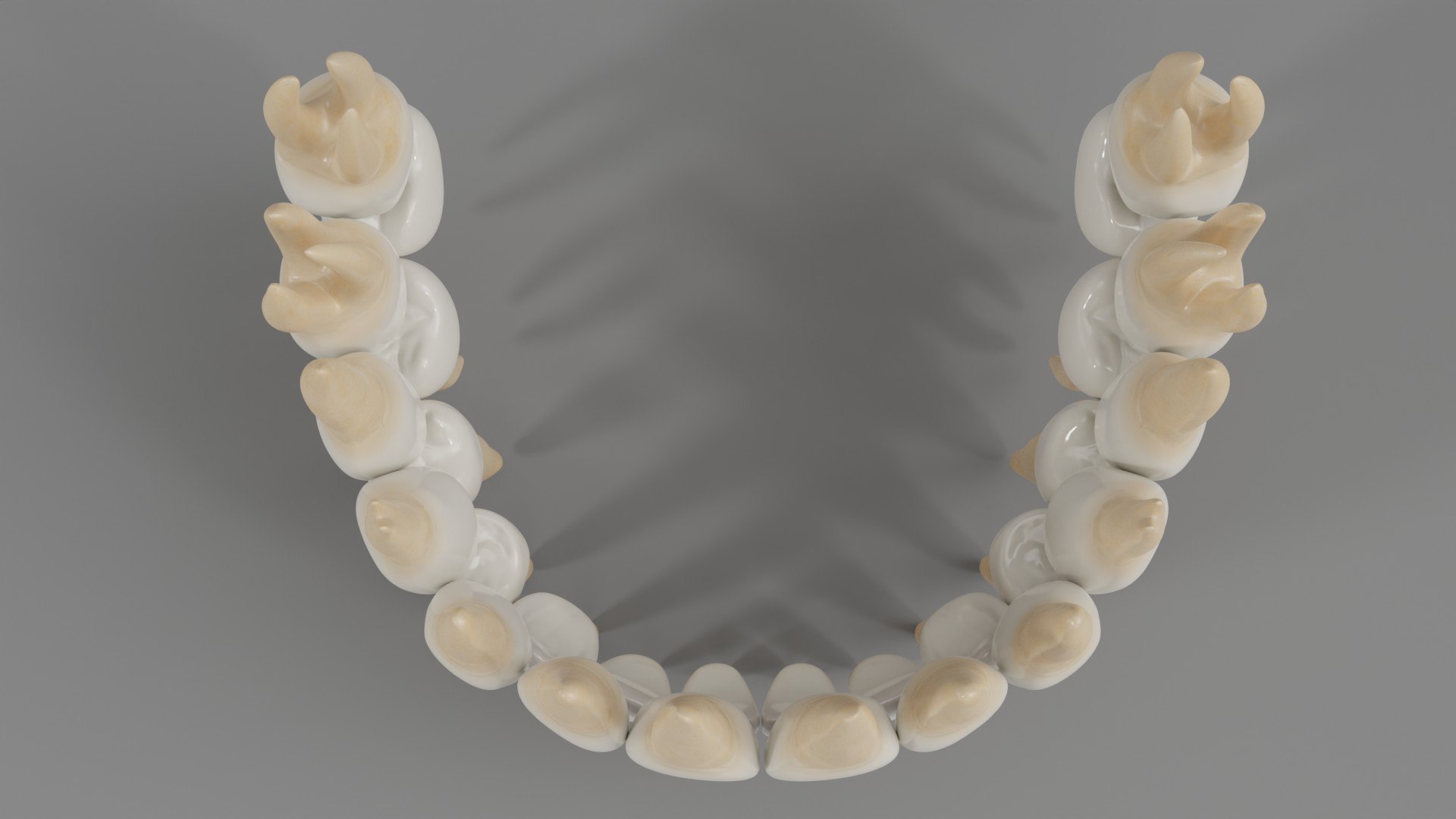 Realistic Human Teeth 3D model - TurboSquid 2169849