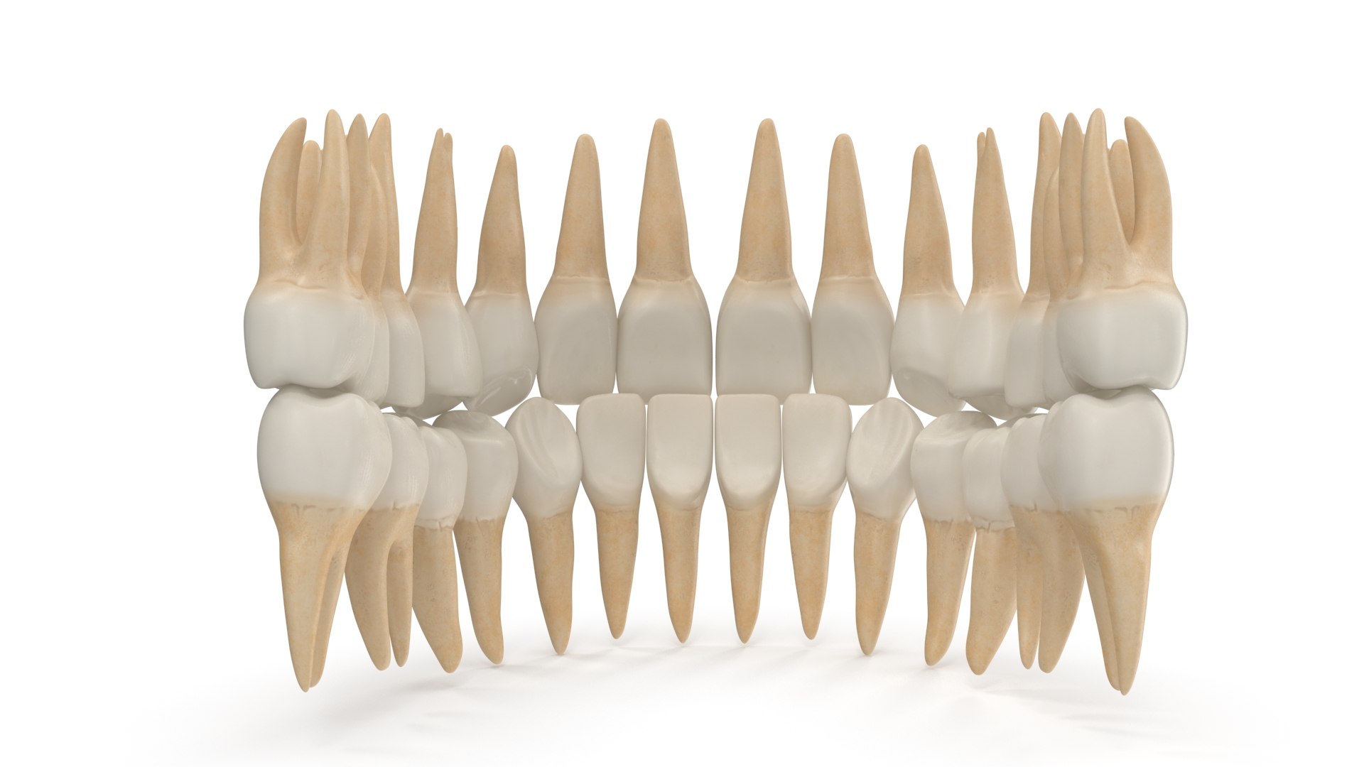 Realistic Human Teeth 3D model - TurboSquid 2169849