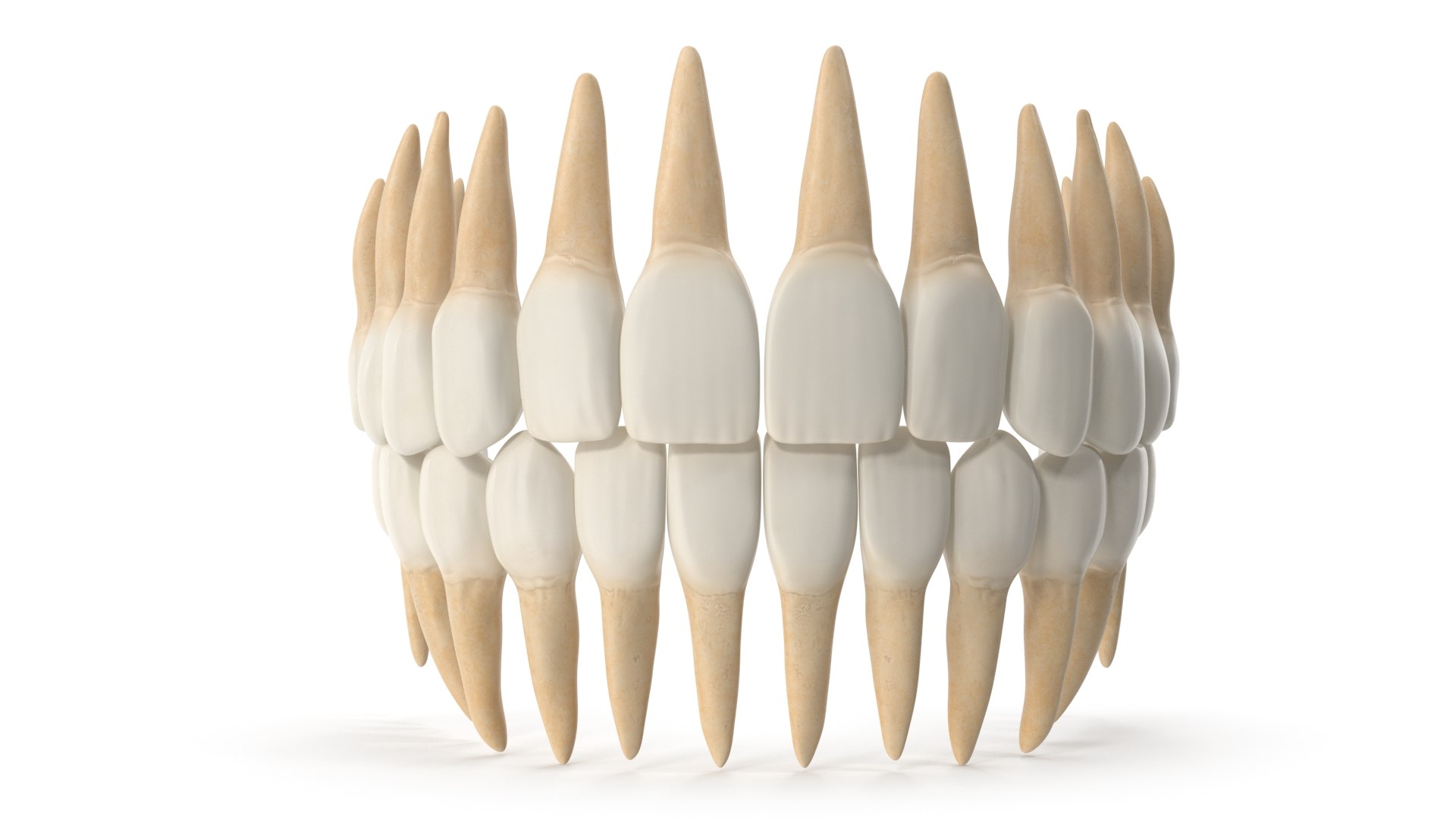 Realistic Human Teeth 3D model - TurboSquid 2169849